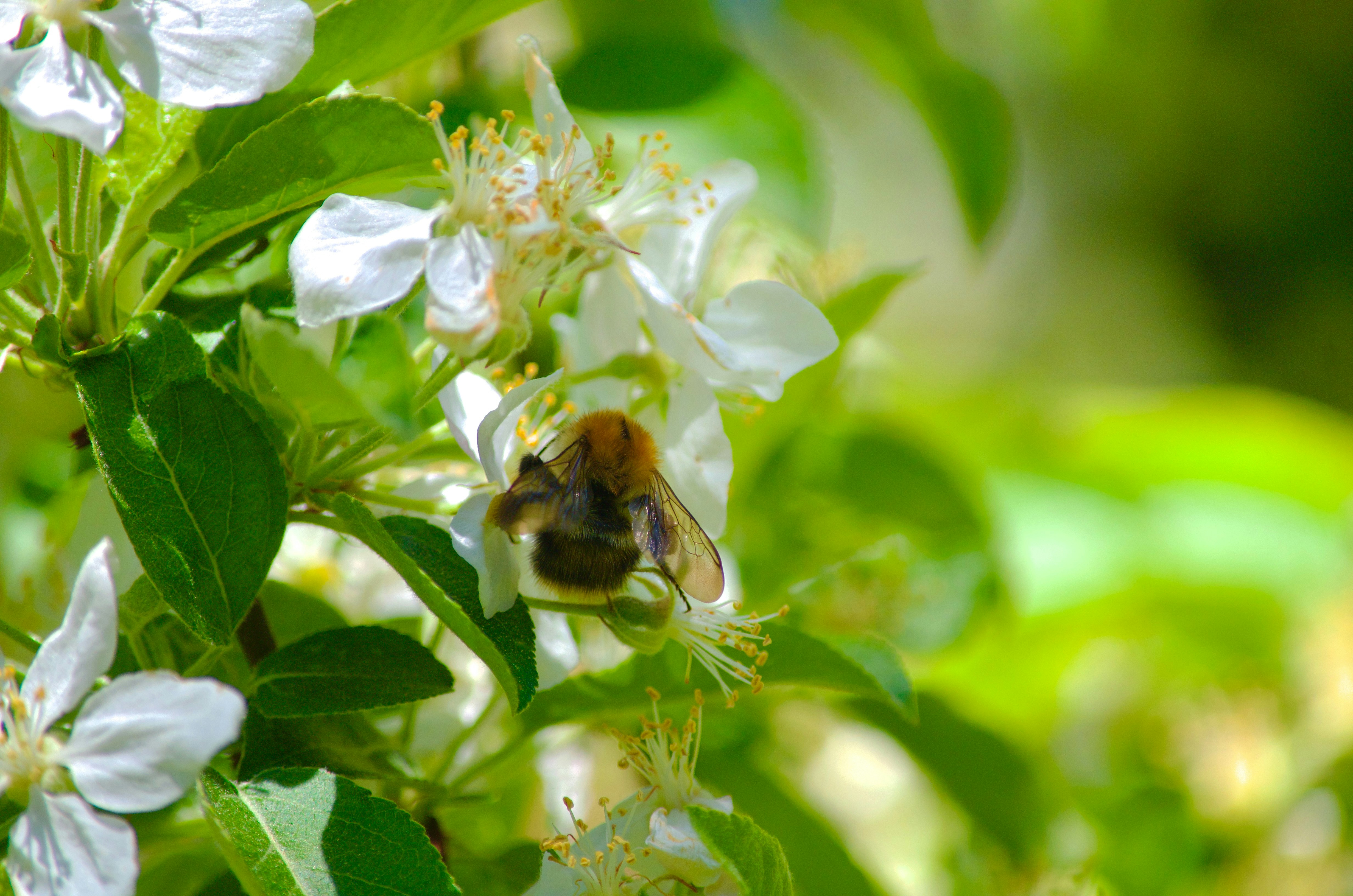 Honeybee at the Bloom: a close encounter with spring white petals