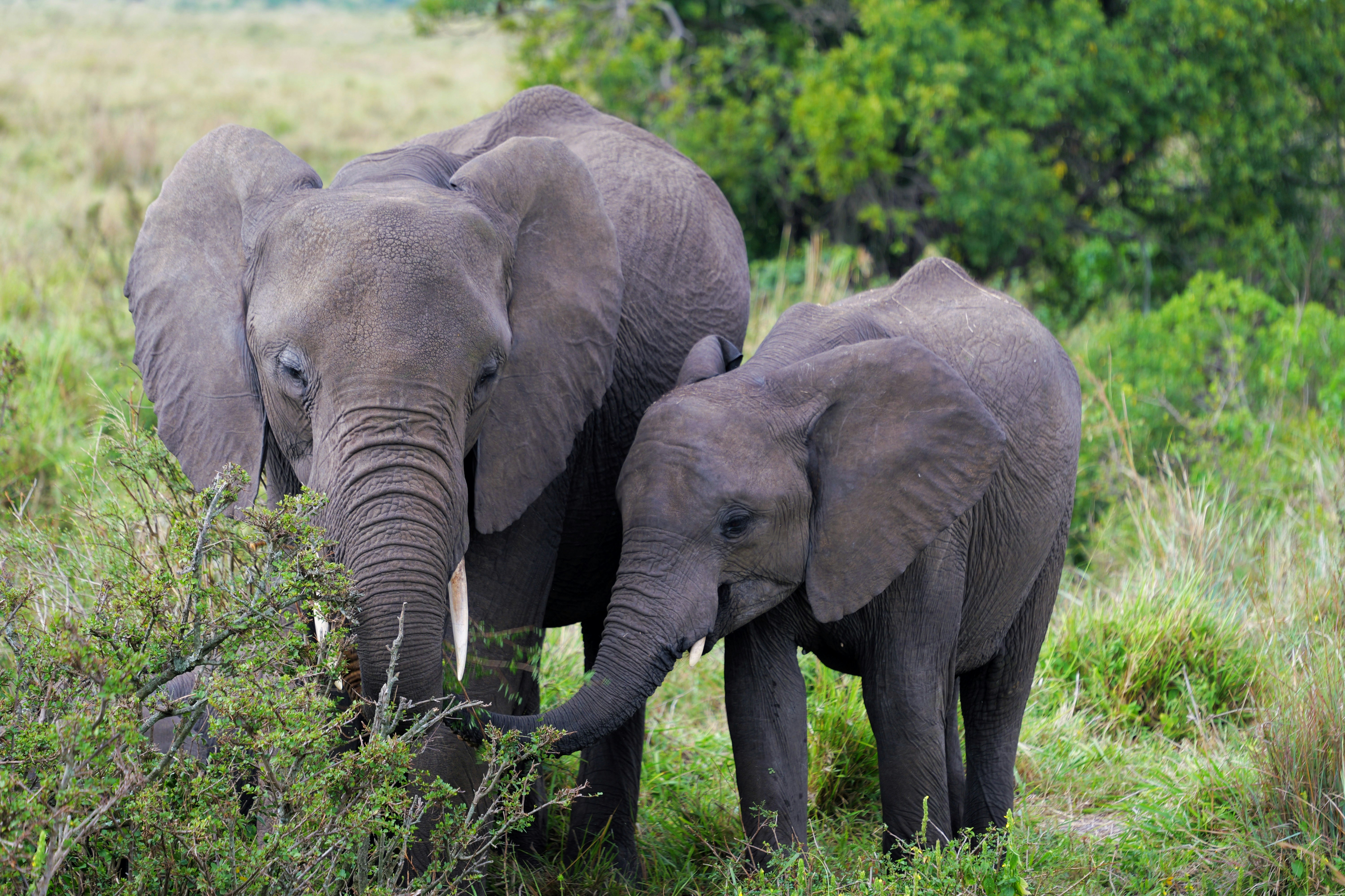 Two Gentle Giants: An Elephants’ Quiet Moment in Golden Grass