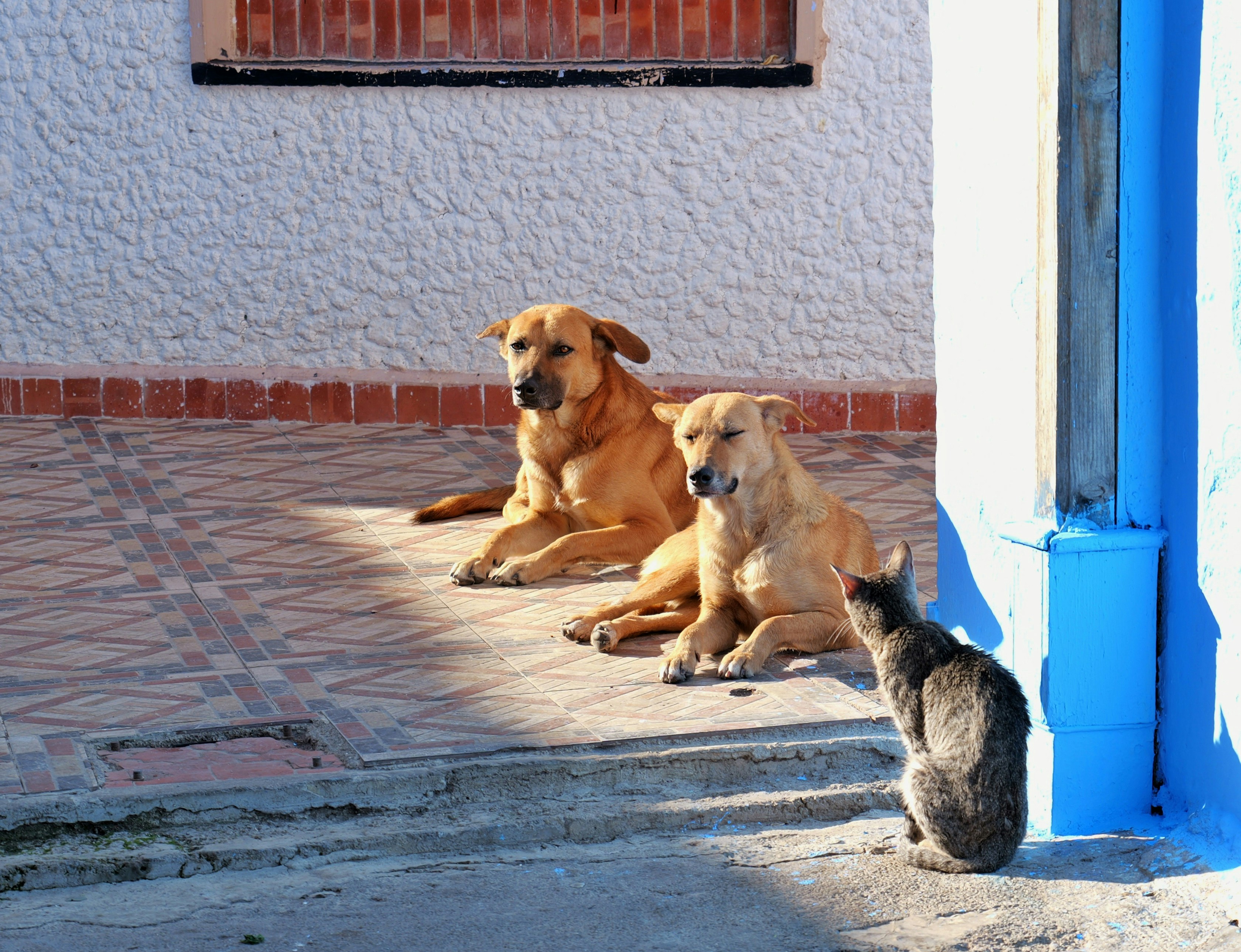 Two dogs and a curious kitten on a sunlit tiled doorstep