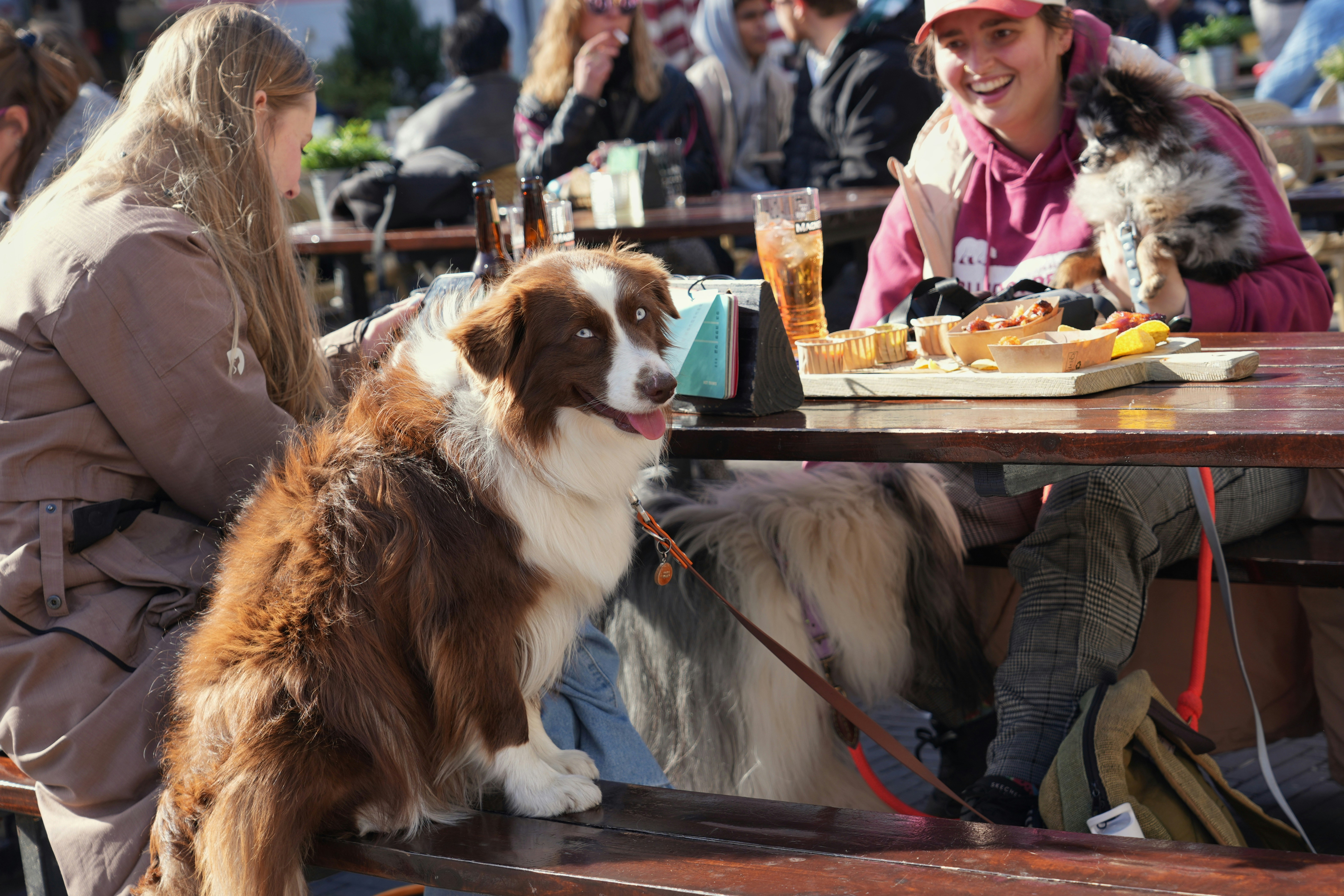 Cafe Terrace with Tail-Wagging Guests