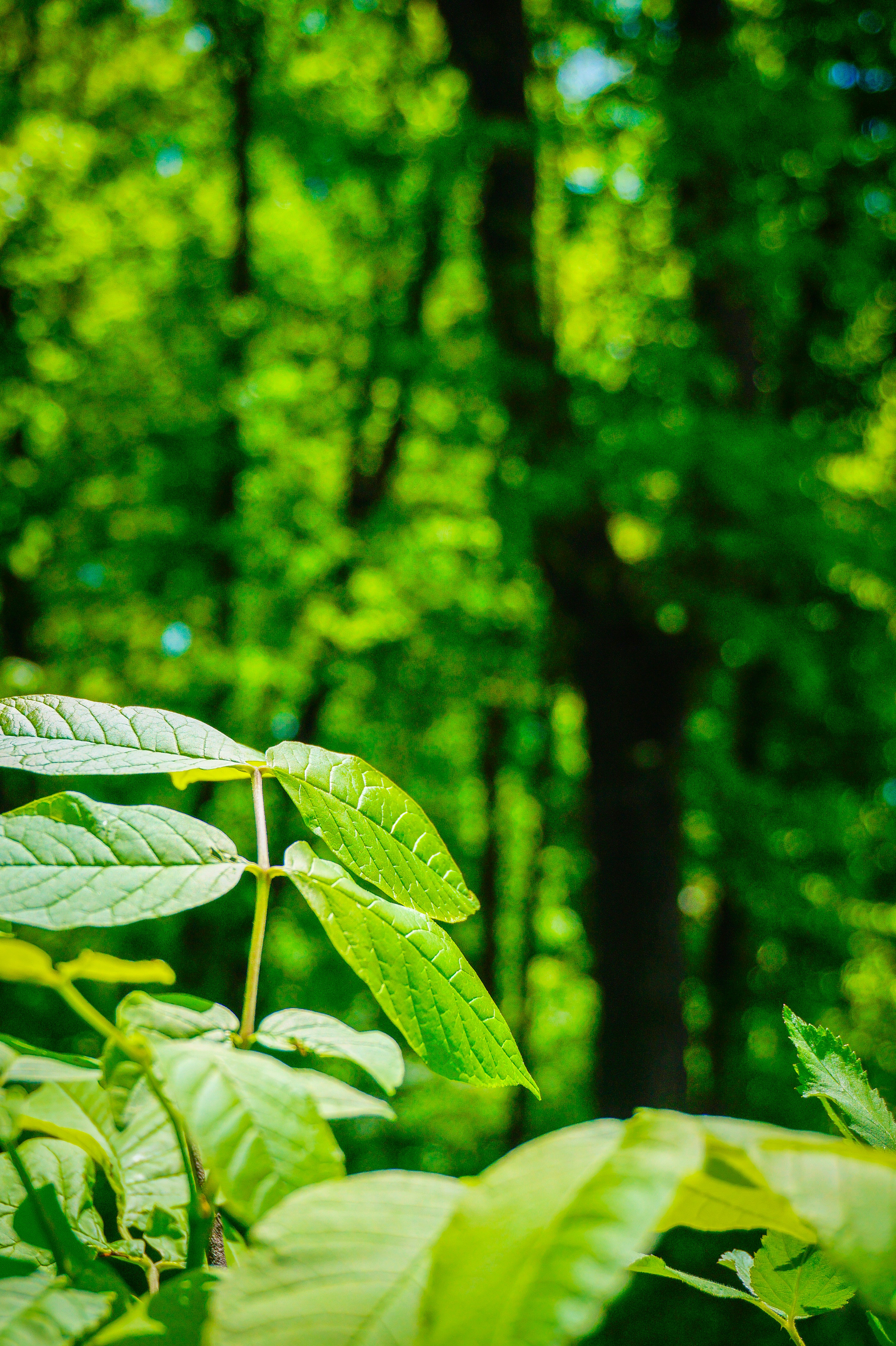 Sun-Drenched Foliage in a Quiet Green Corridor