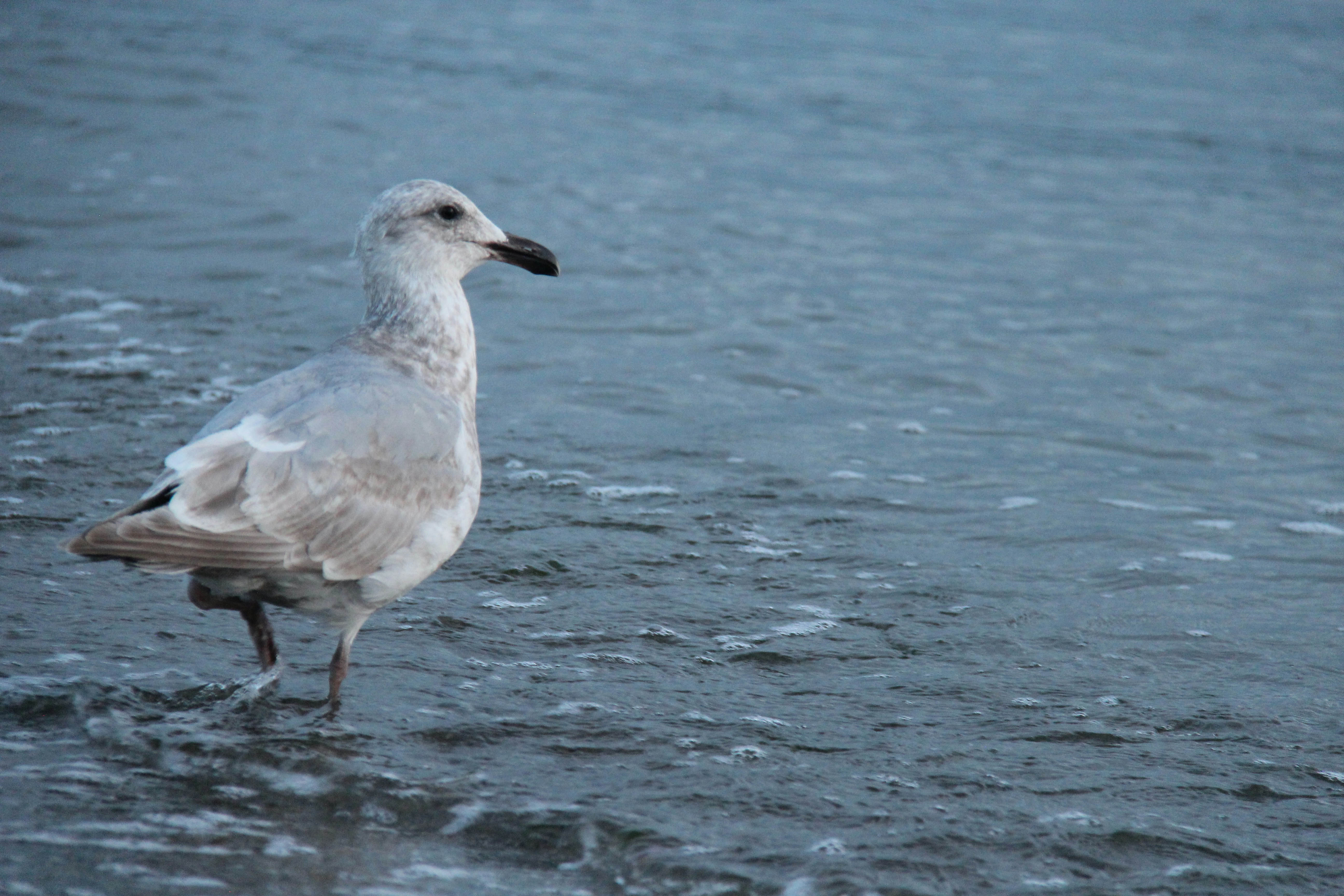 Grey Gull in Shallow Shoreline Calm