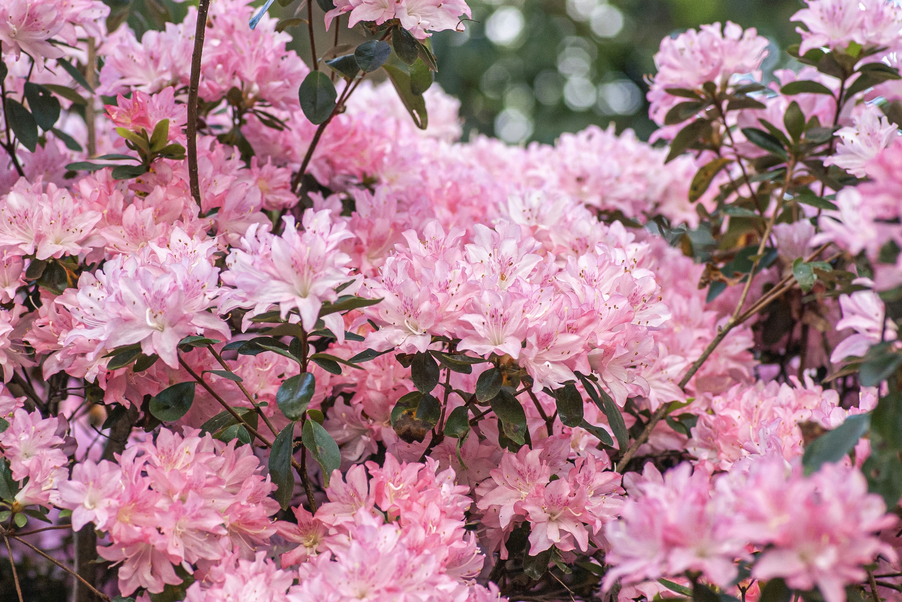 Blooms in Soft Focus: A Sea of Pink Azaleas
