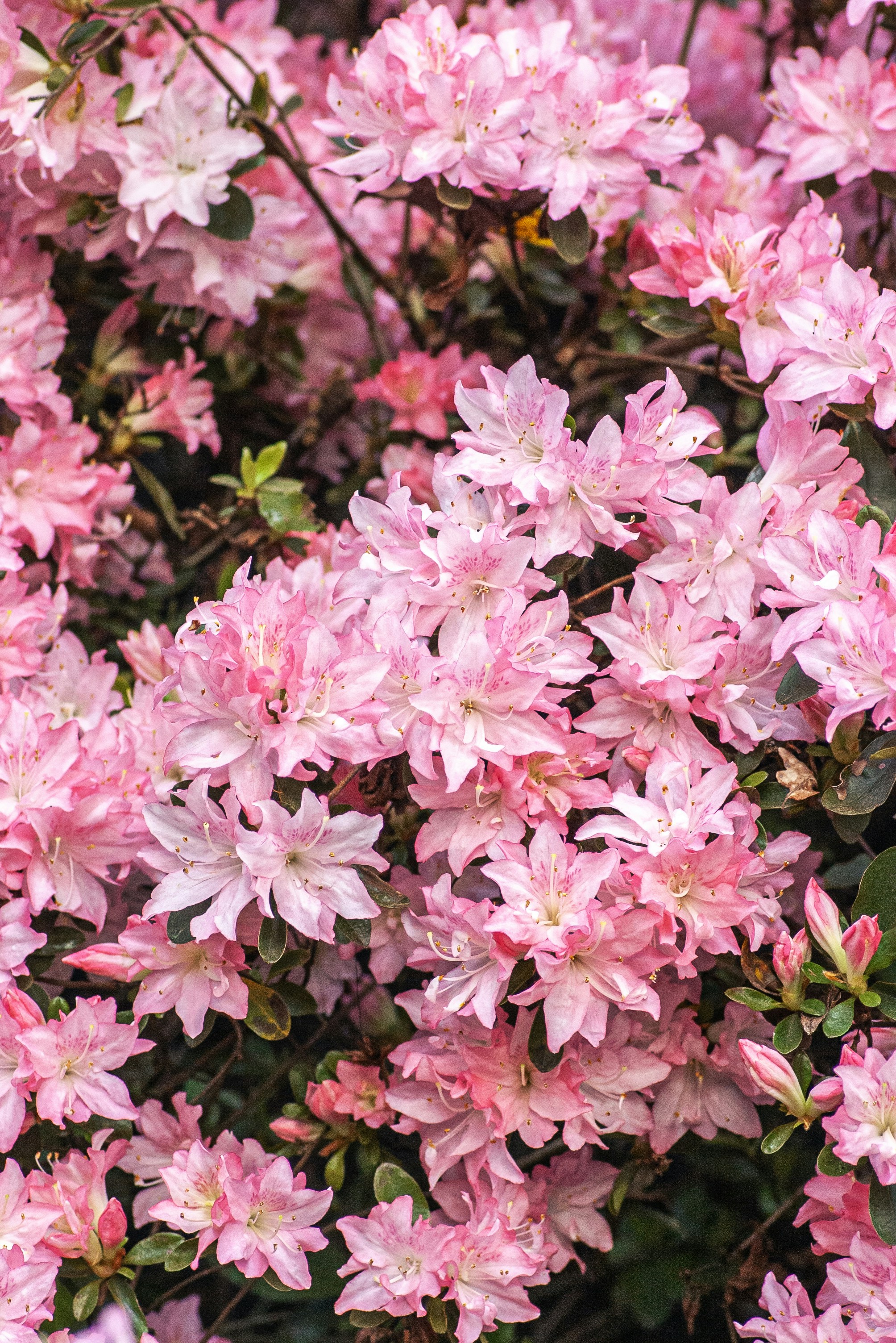 Blossom Burst: A Sea of Pink Azaleas in Full Bloom