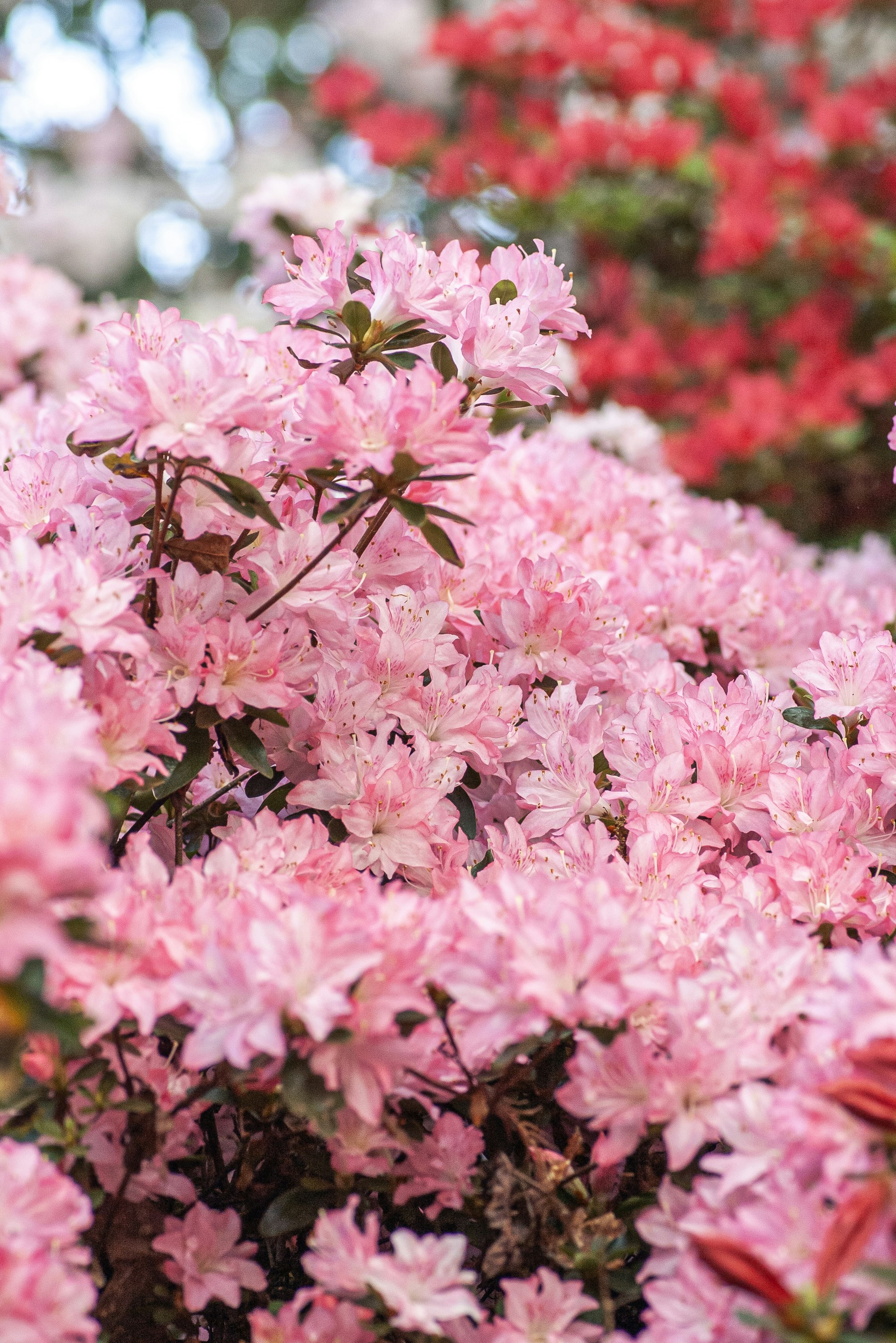 Soft Pink Blooms: A Sea of Azaleas in Quiet Bloom