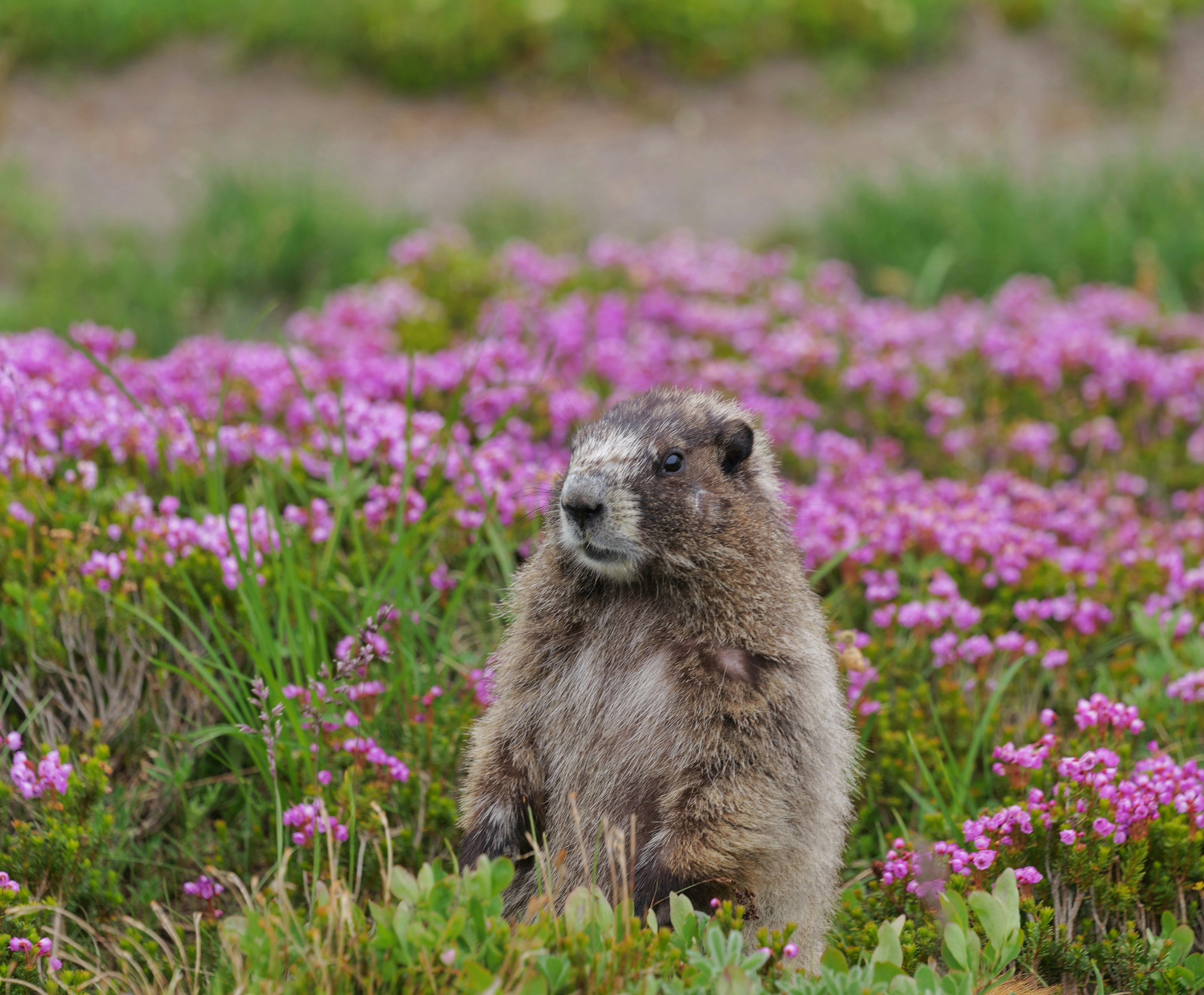 Whiskered Watcher Amid a Carpet of Pink Blooms