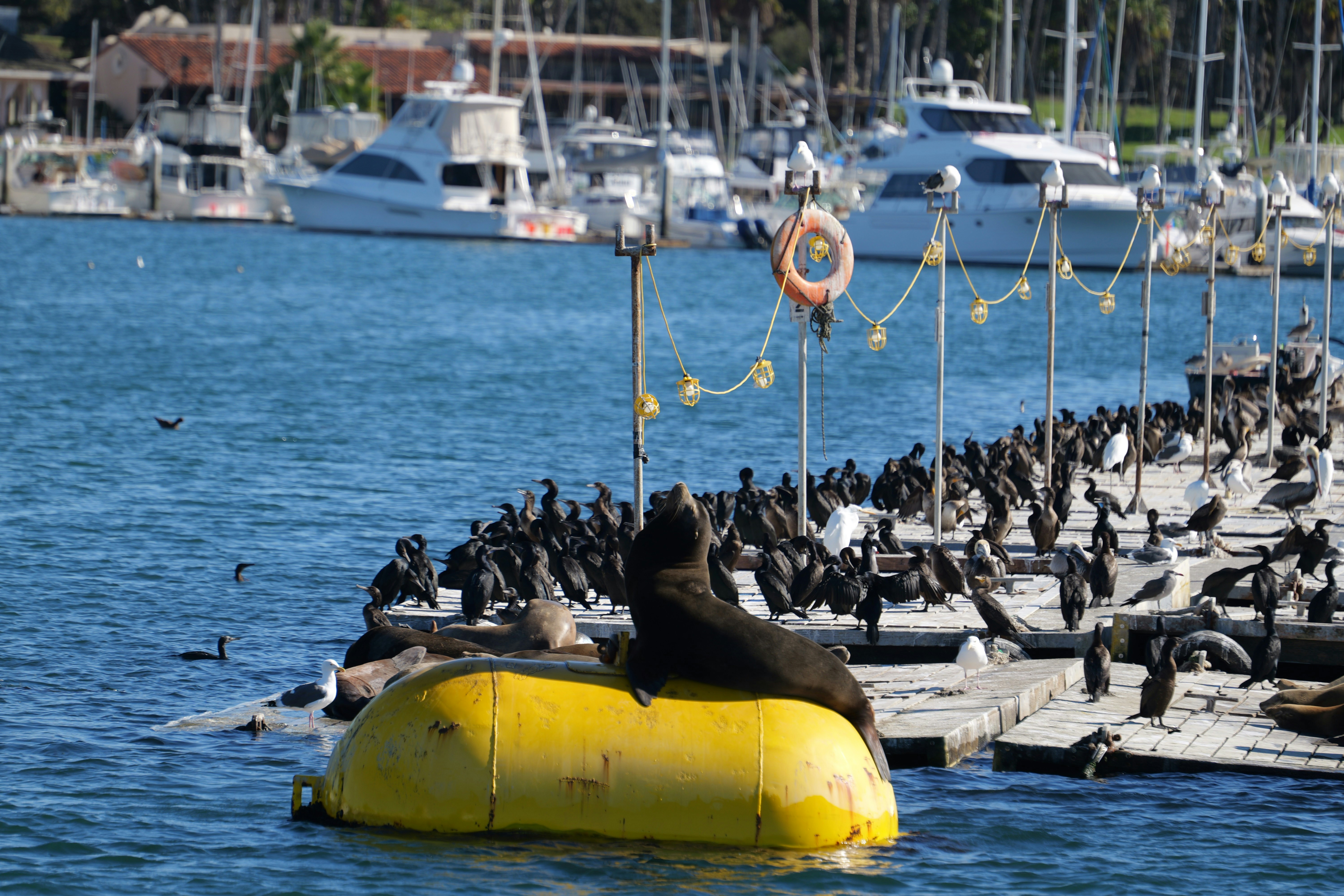 Seabed Pawns: A Sea of Cormorants Beside a Floating Yellow Dock