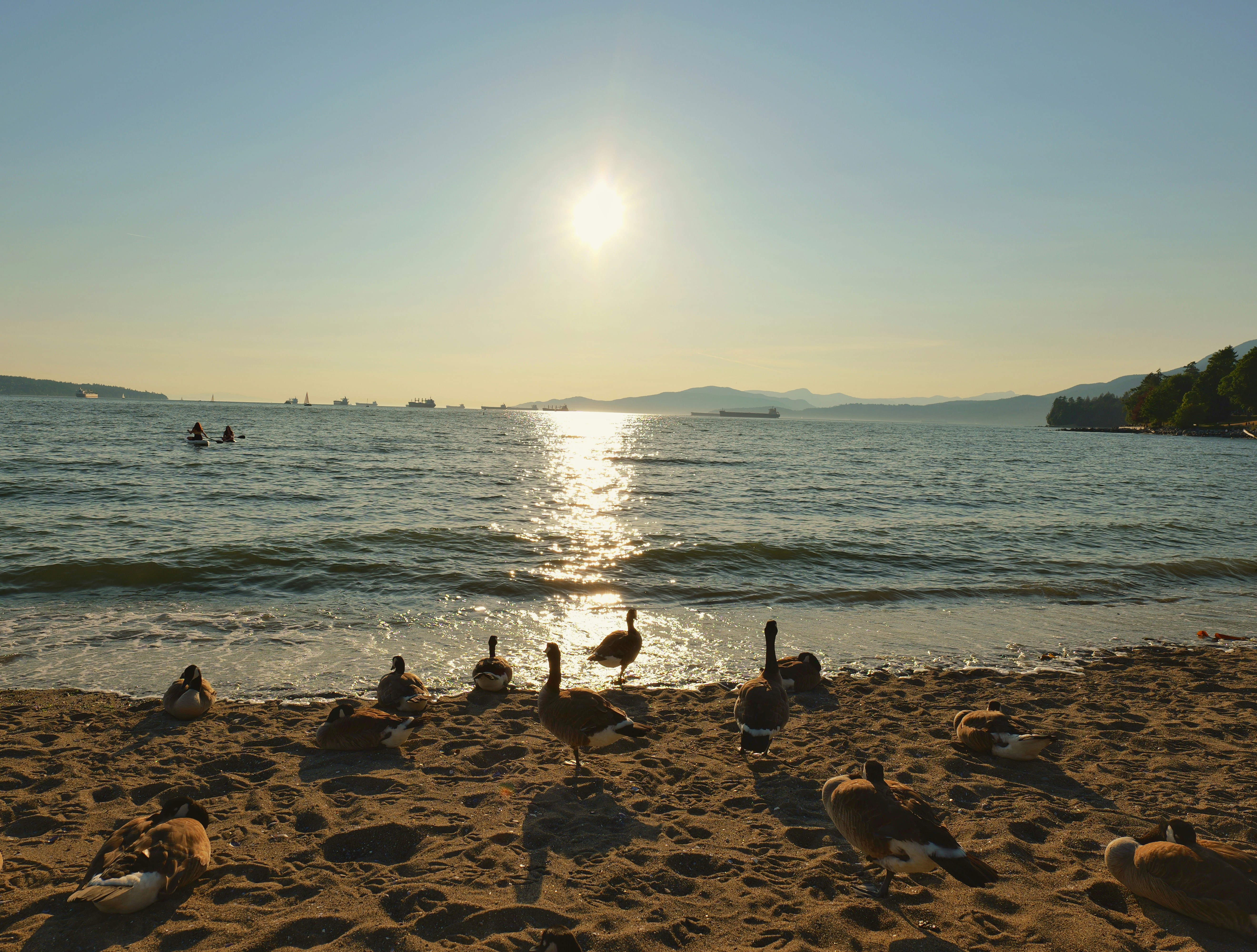 Sunlit Shoreline Serenade: Ducks at Dusk