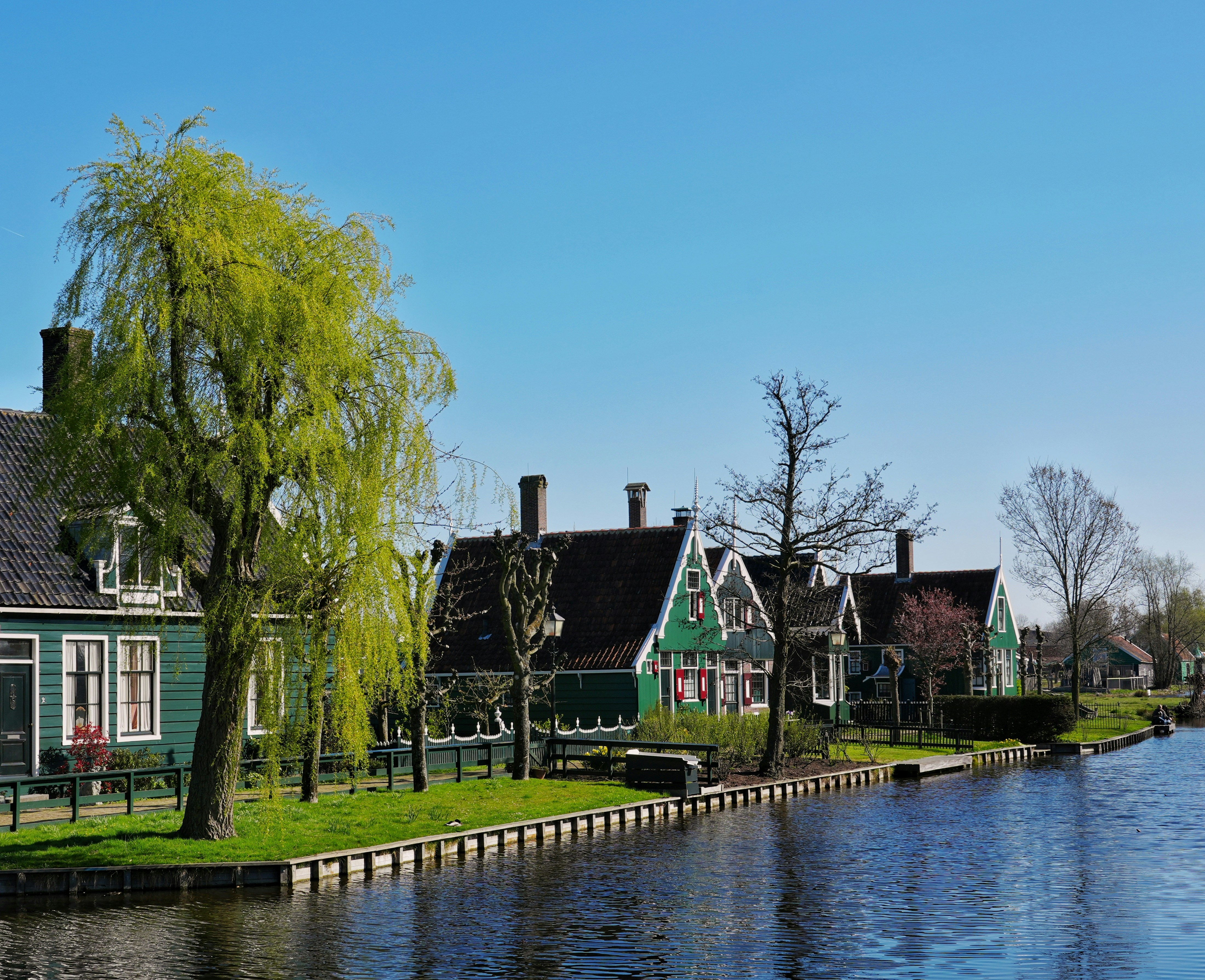 Verdant Willow Overlooking a Dutch-Style Canal Row