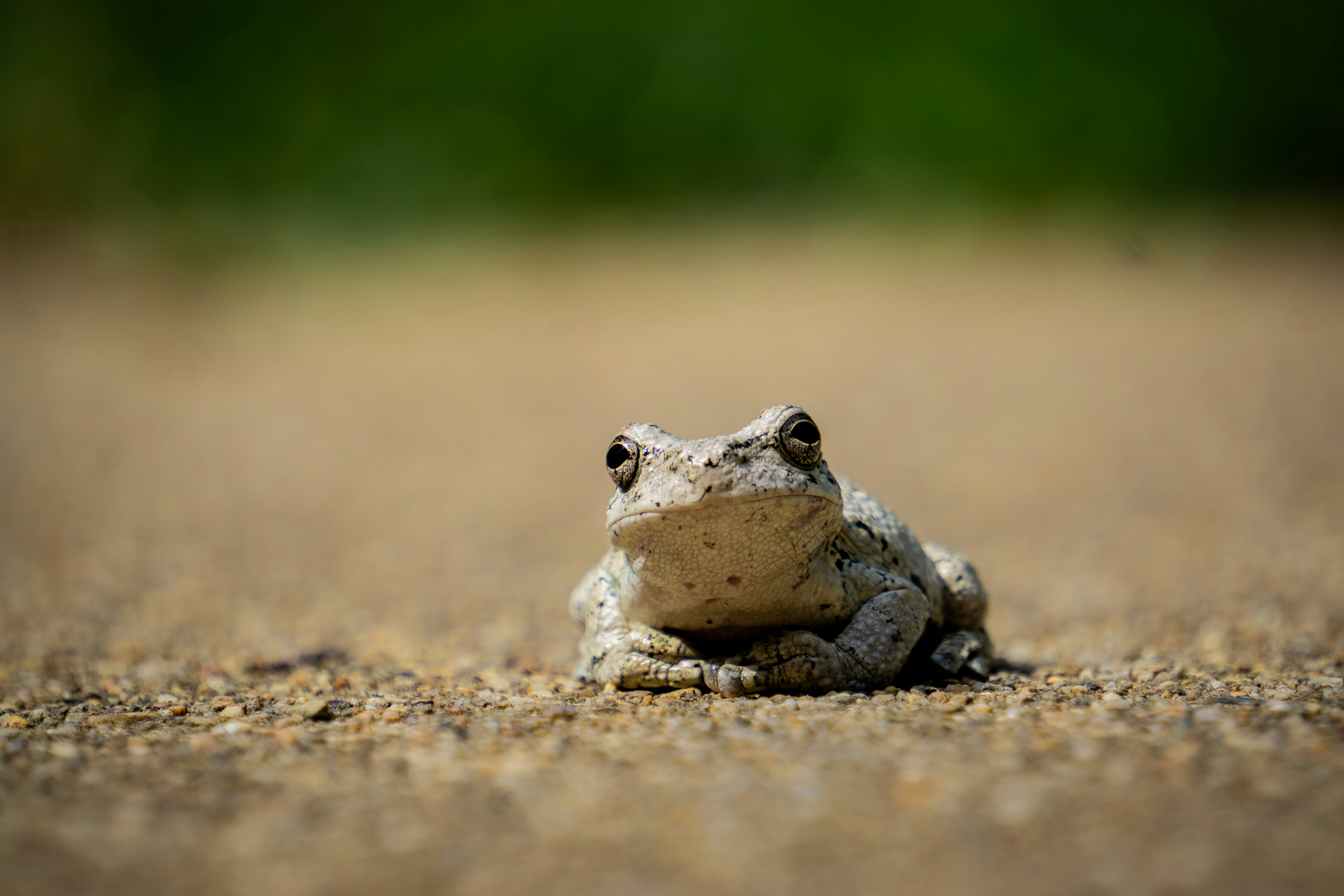Grounded Gaze: A Frog Stares Down the Path