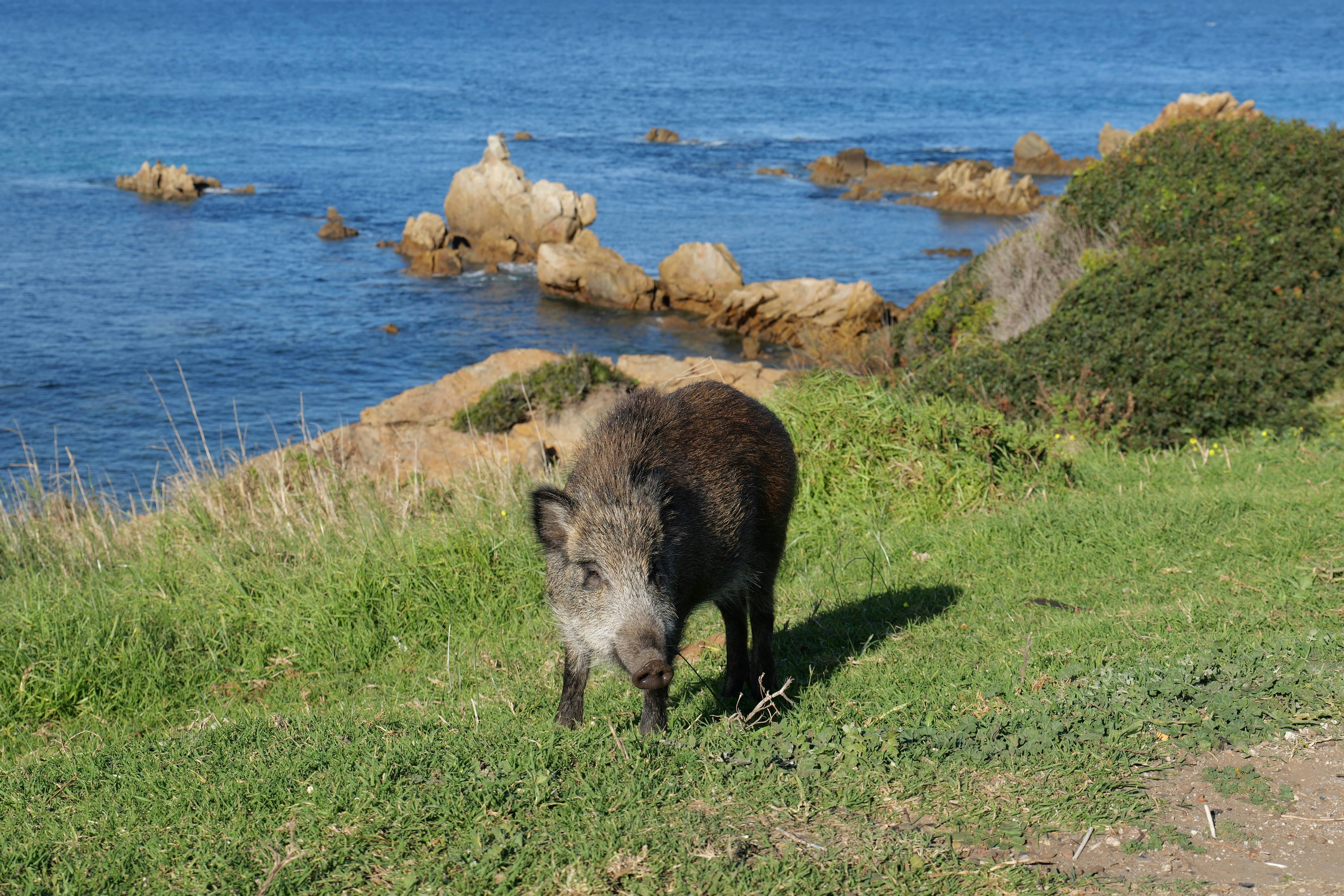 Coastal Grazing: Wild Boar Beneath Blue Skies