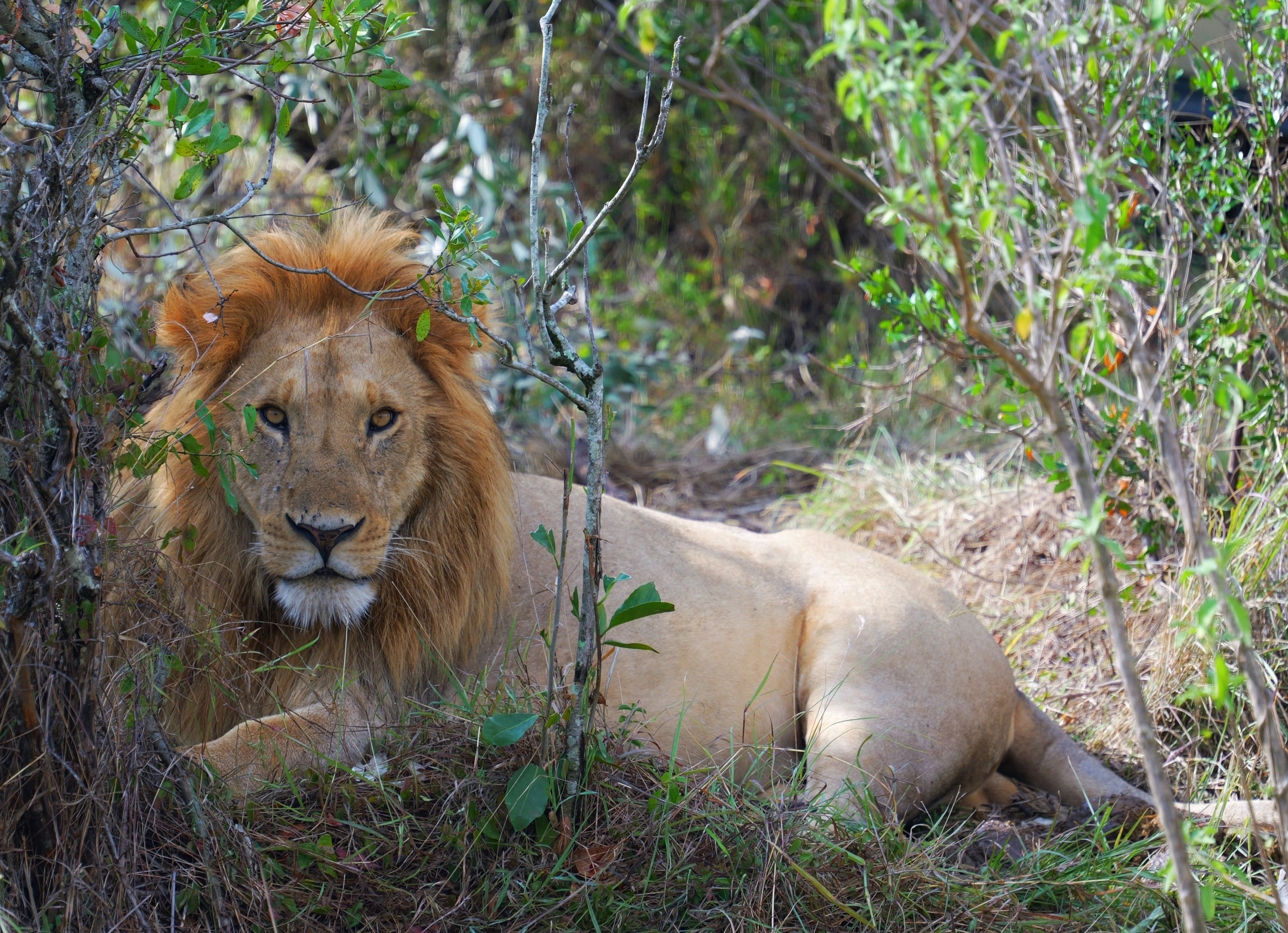 Regal Stare: The Lion in Quiet Shade