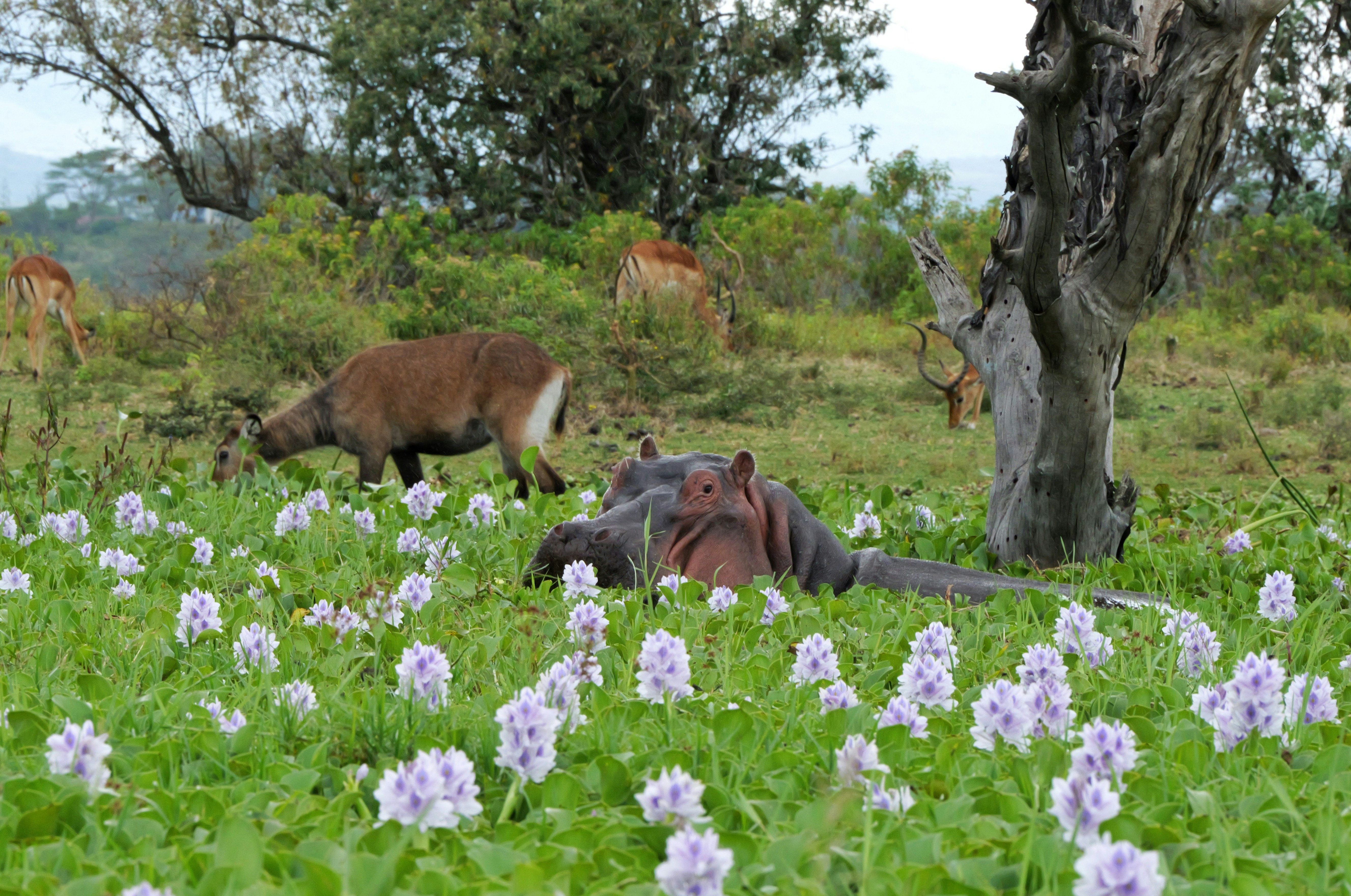 Hippopotamus Family Rest Amid Violet Blooms Under a Lone Tree