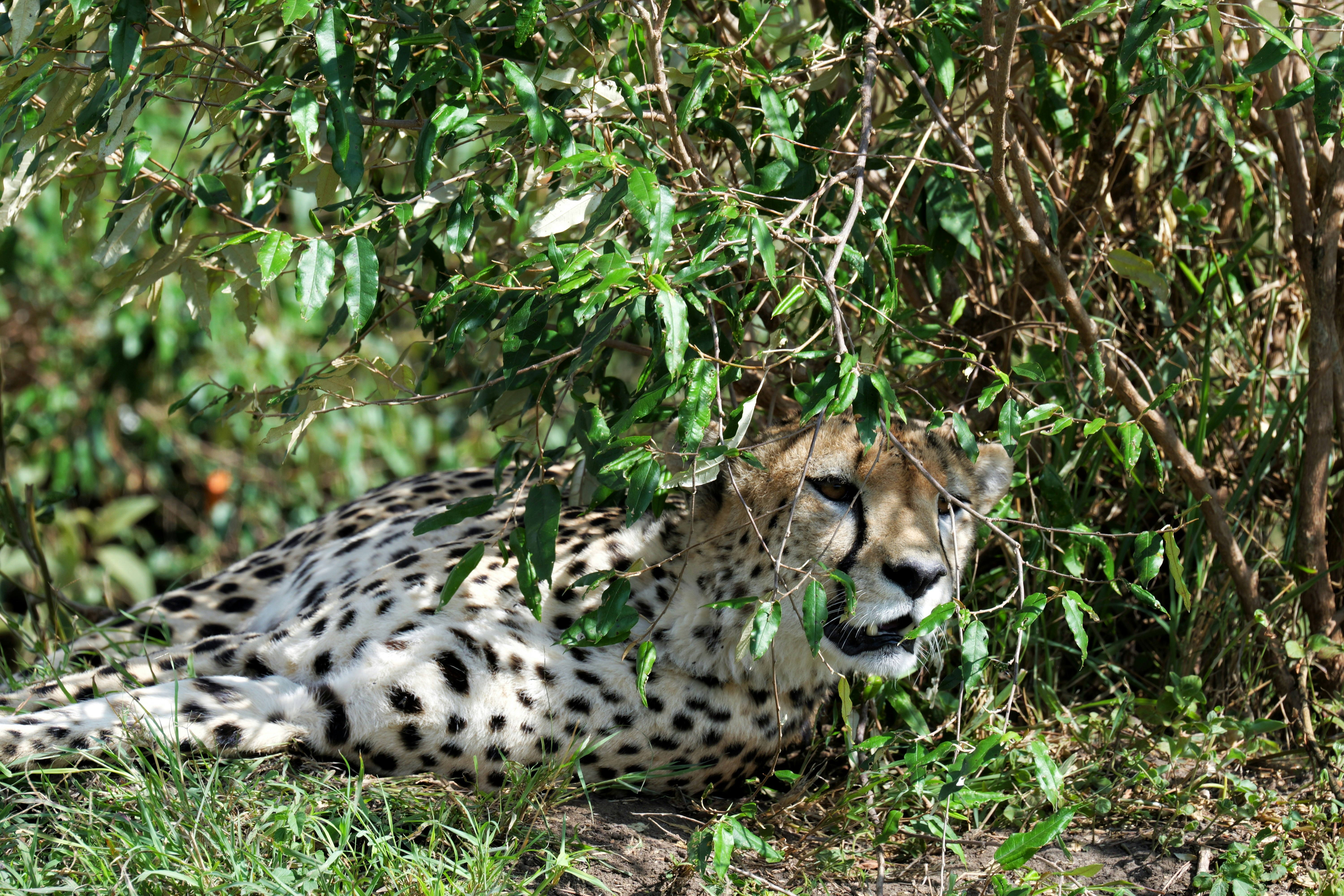 Resting Cheetah Beneath a Shaded Canopy