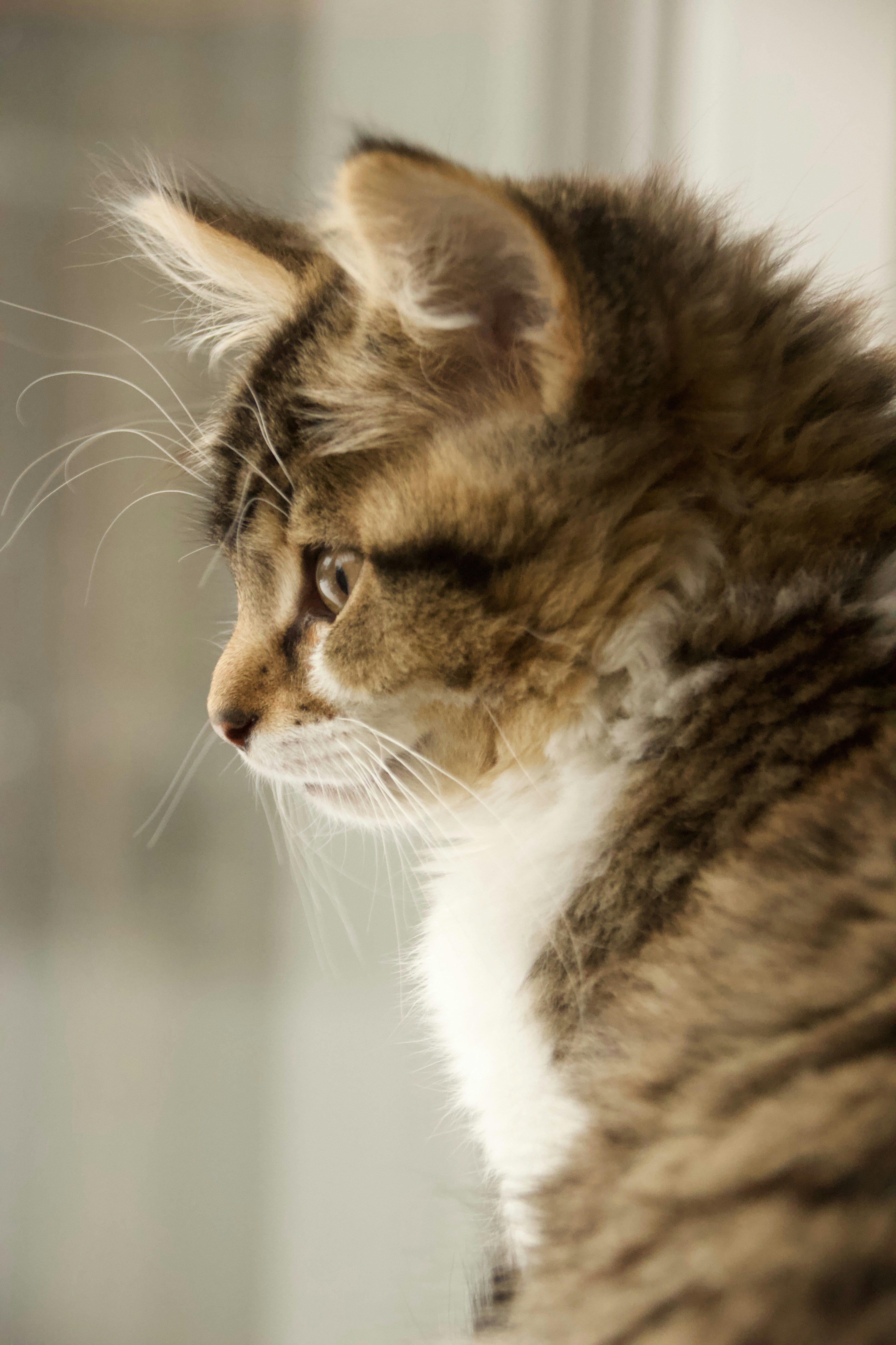 Profile of a Curious Feline: Soft Autumn Fur in Focus