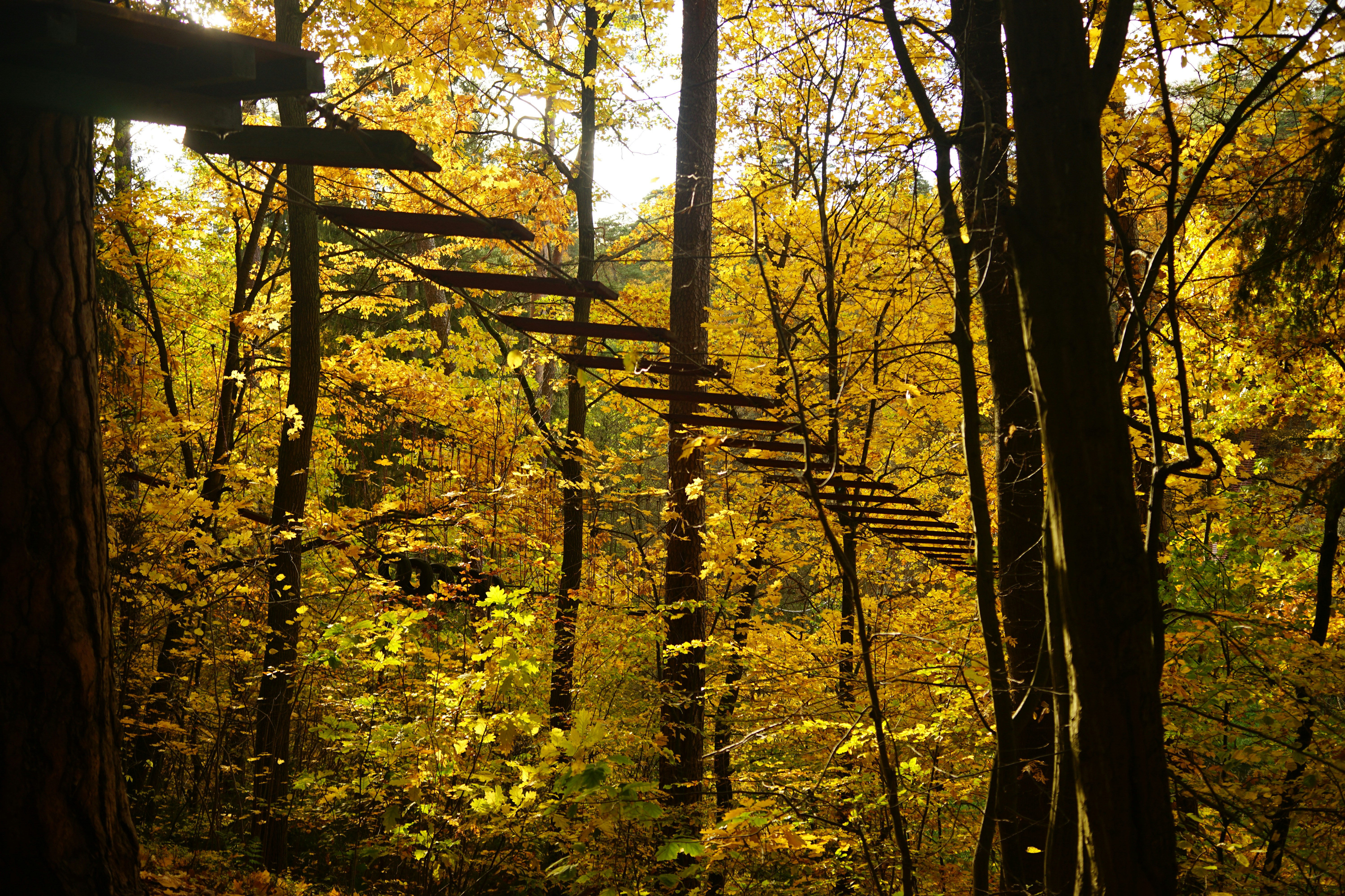 Autumn Staircase in the Quiet Wood