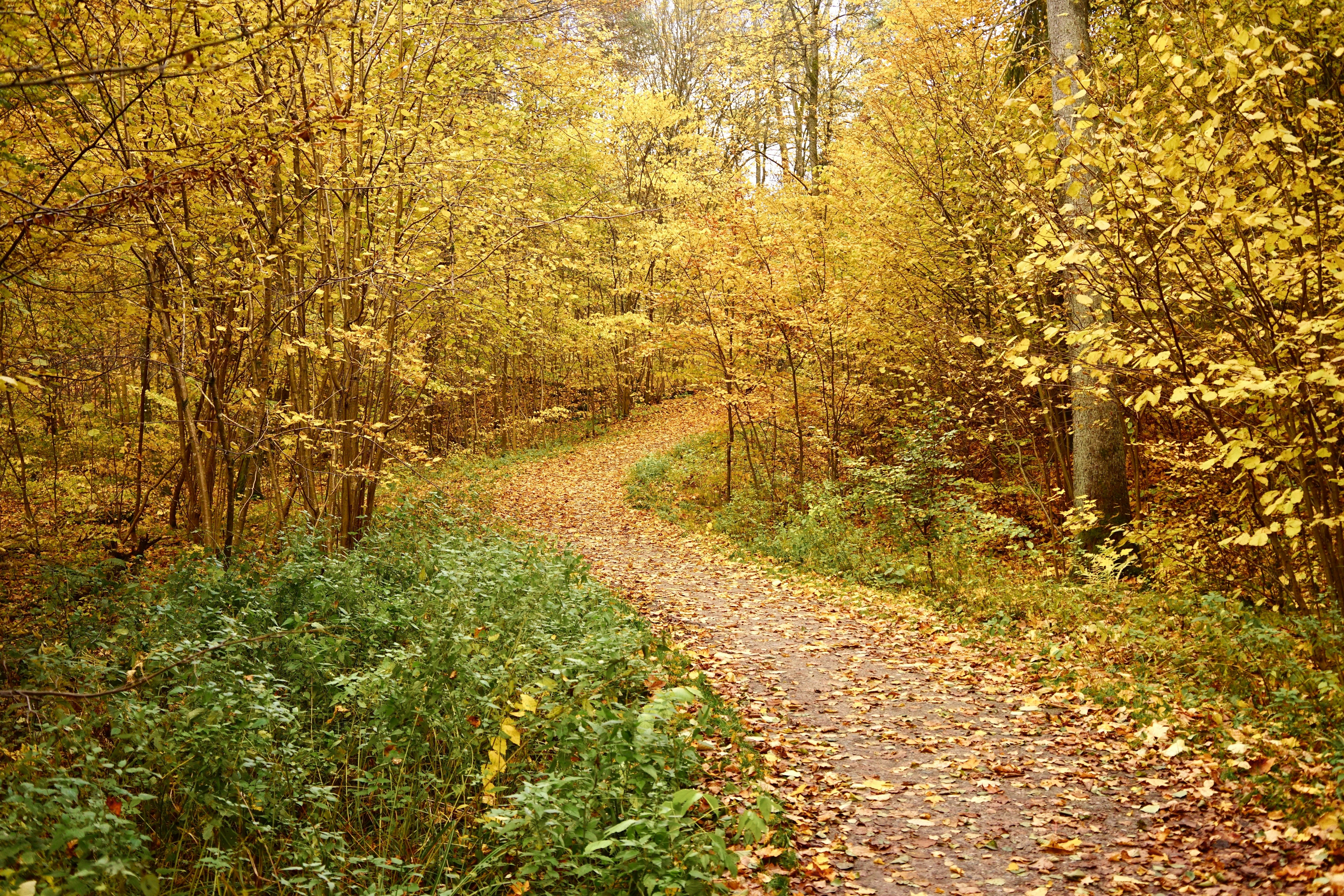 Autumn Path: A Quiet Corridor of Golden Leaves