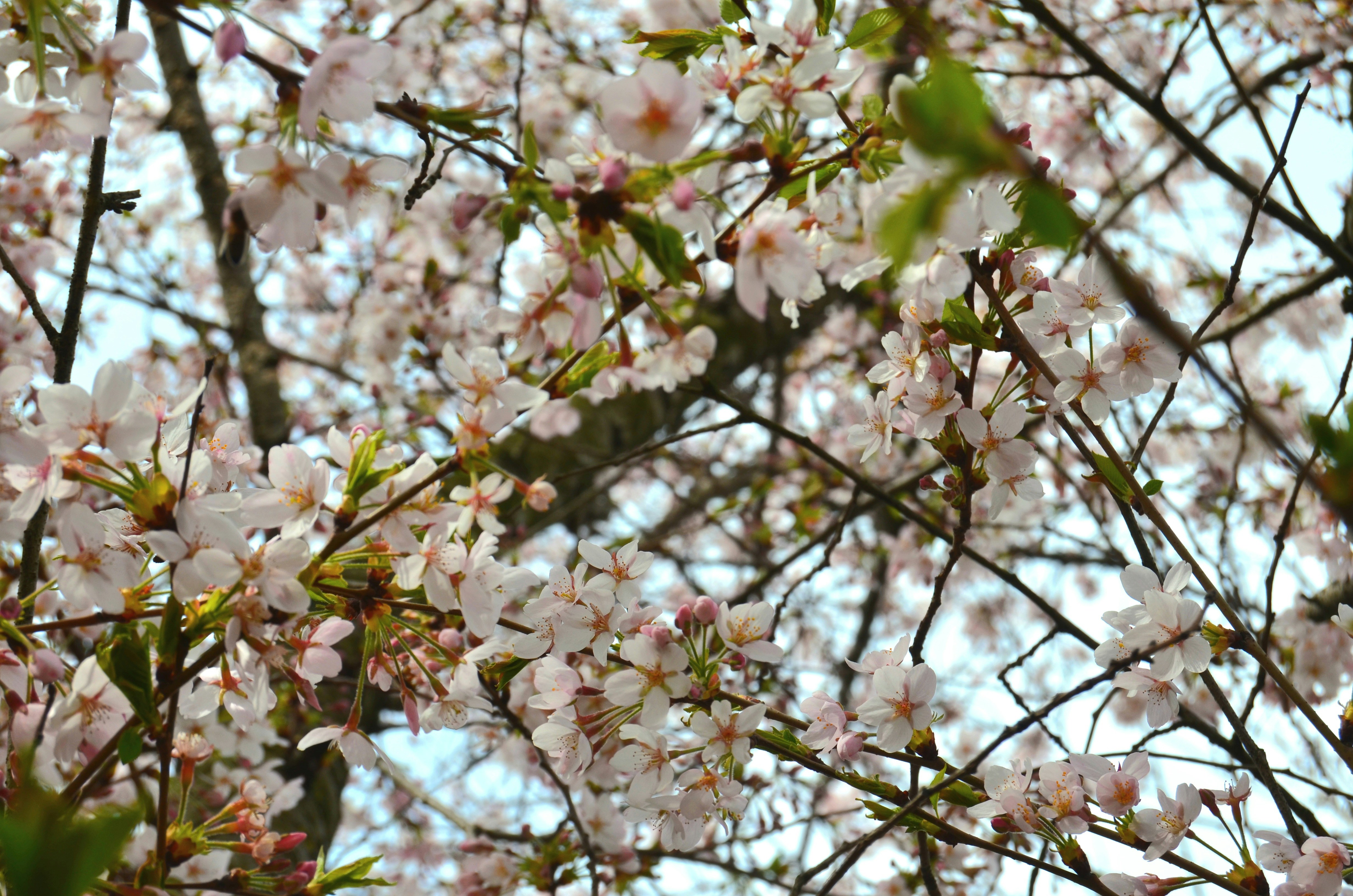 Blossoms in a Quiet Sky