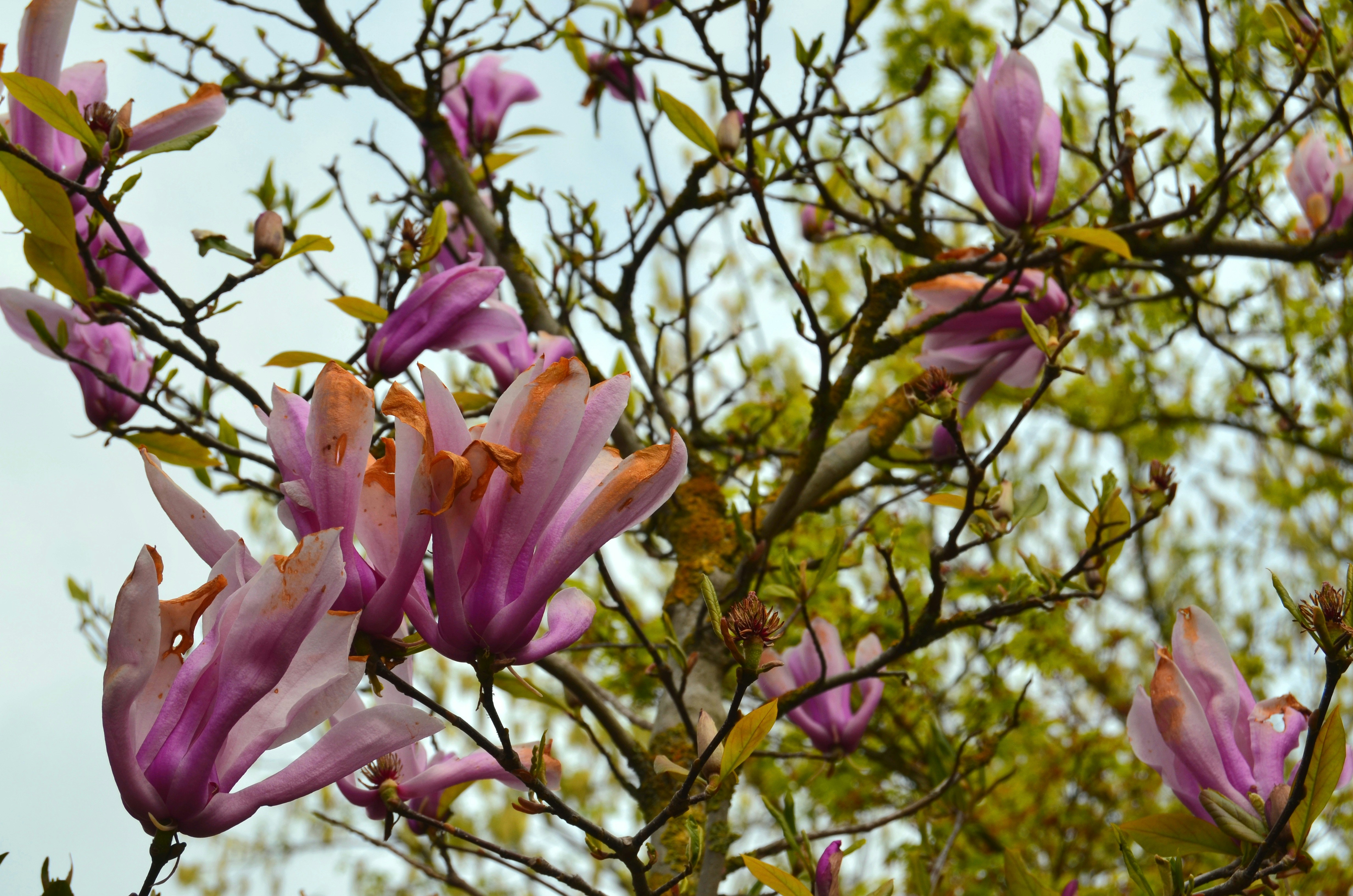 Blossoming Magnolias: Pink Tendrils Against Sky