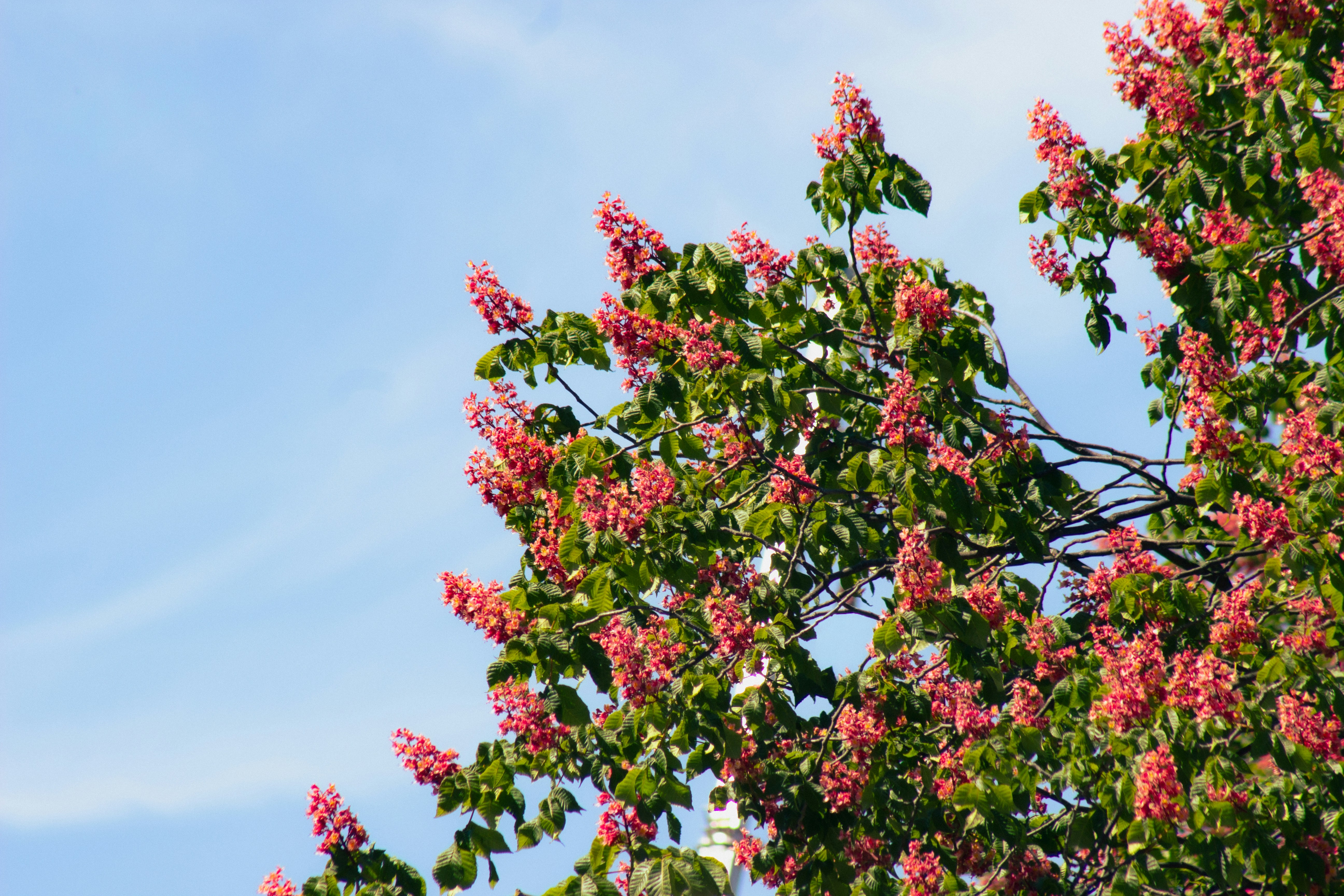 Pink blossoms against bright sky: a sunlit branchscape