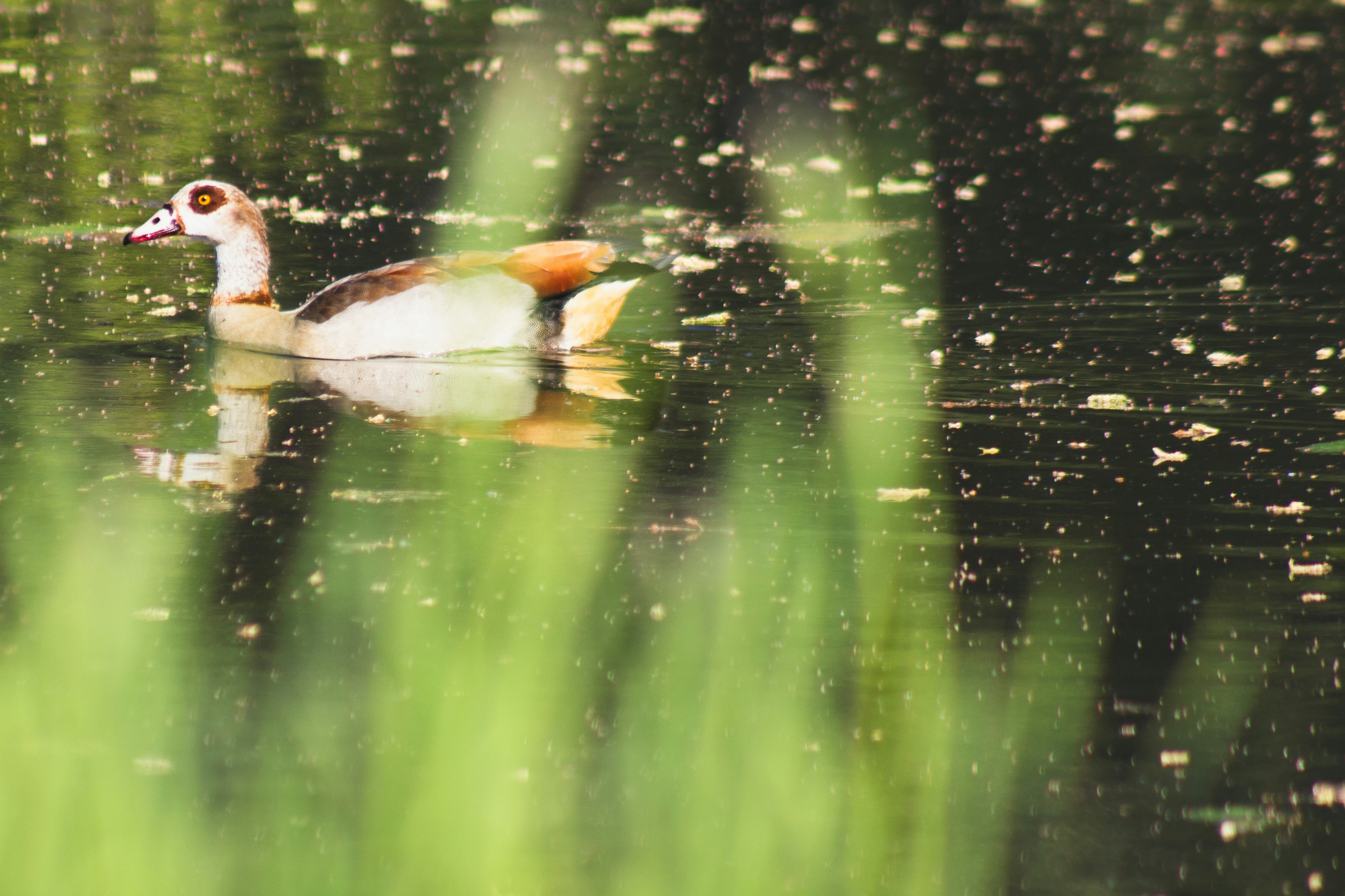 Duck on a Quiet Pond: A Glimpse Through Greenery
