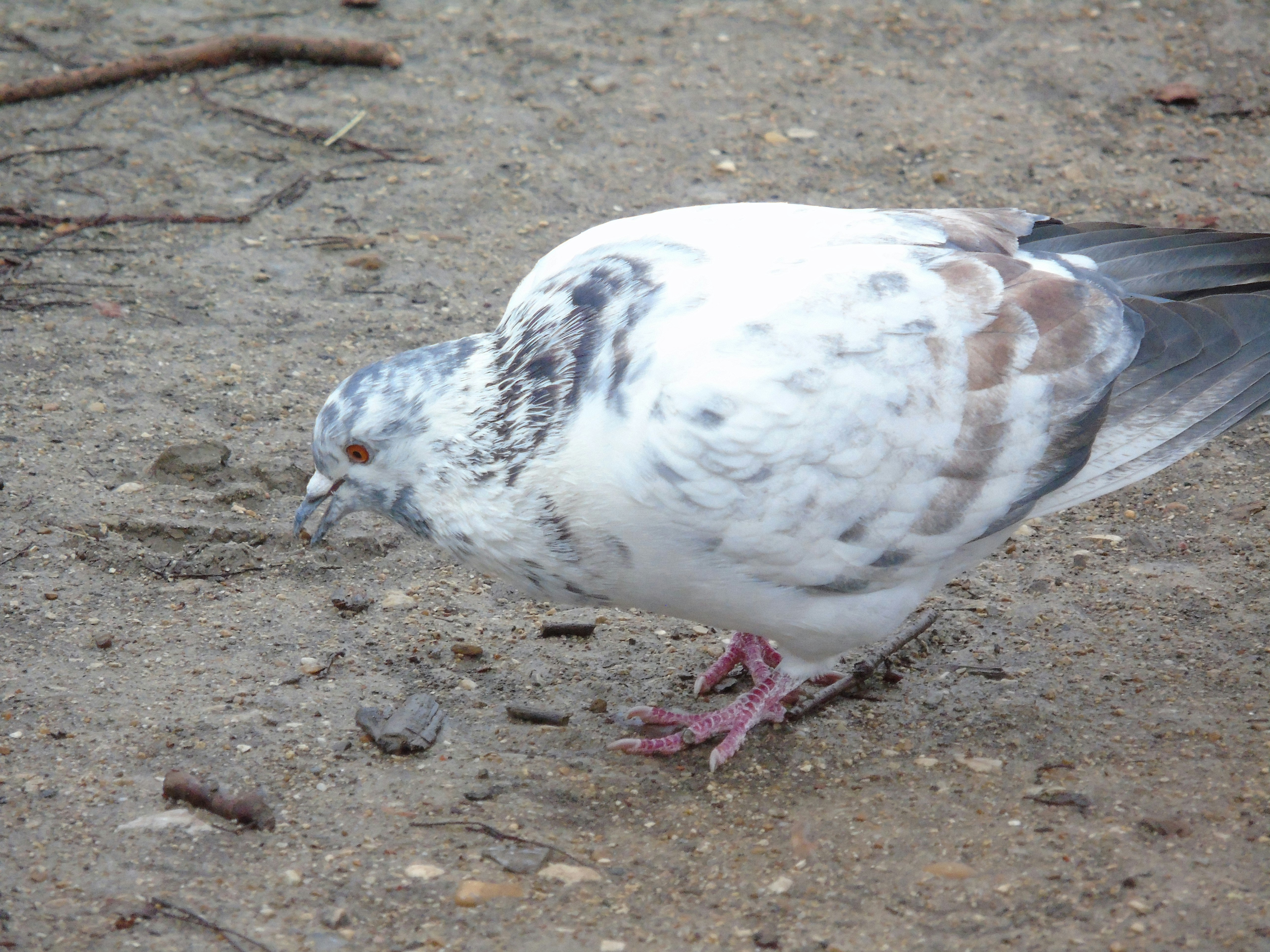 Dusty Grounded Dove: A Pigeon Foraging in Quiet Gravel