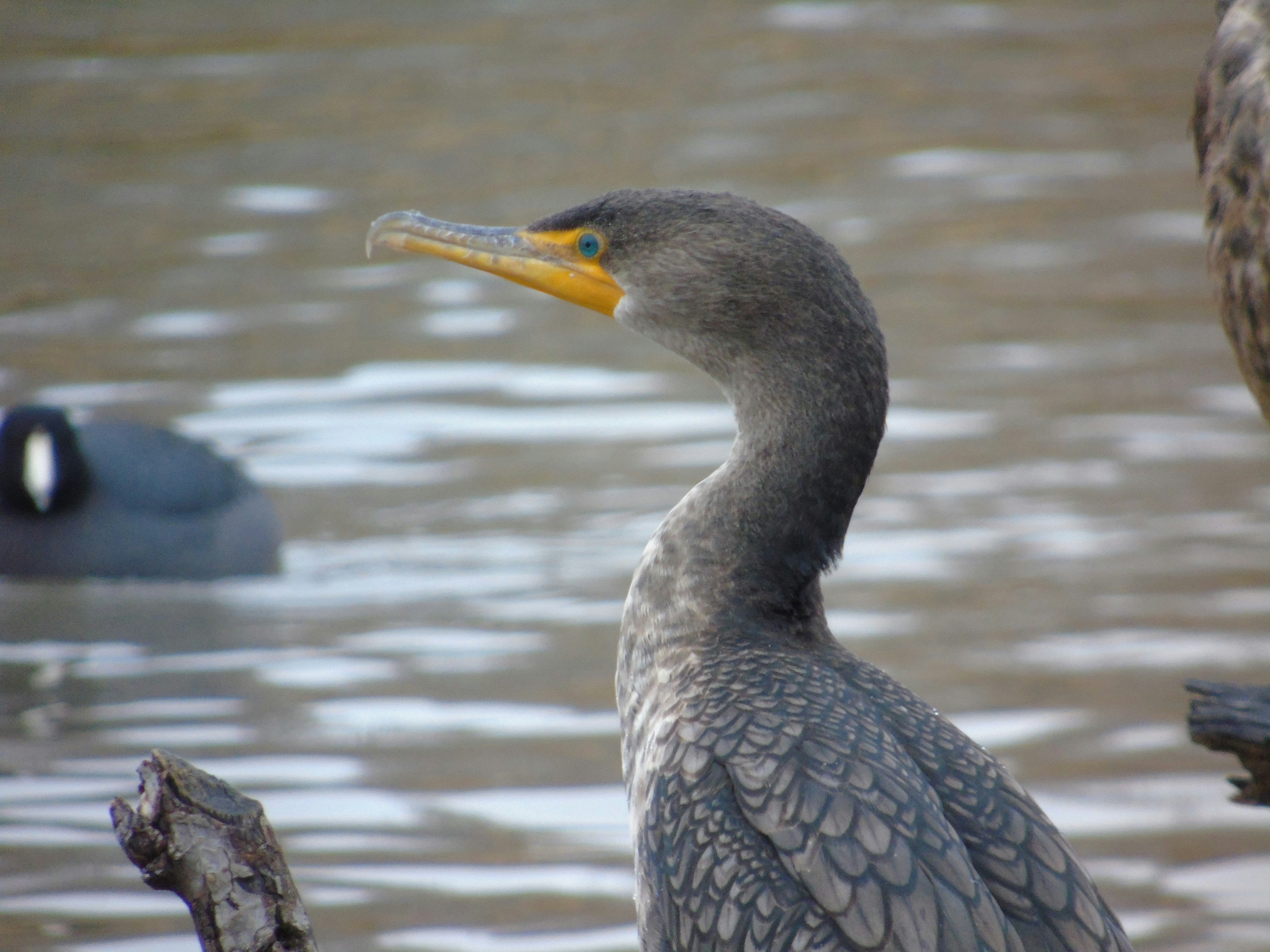 Cormorant at Rest: A Curved Neck Profile by the Water