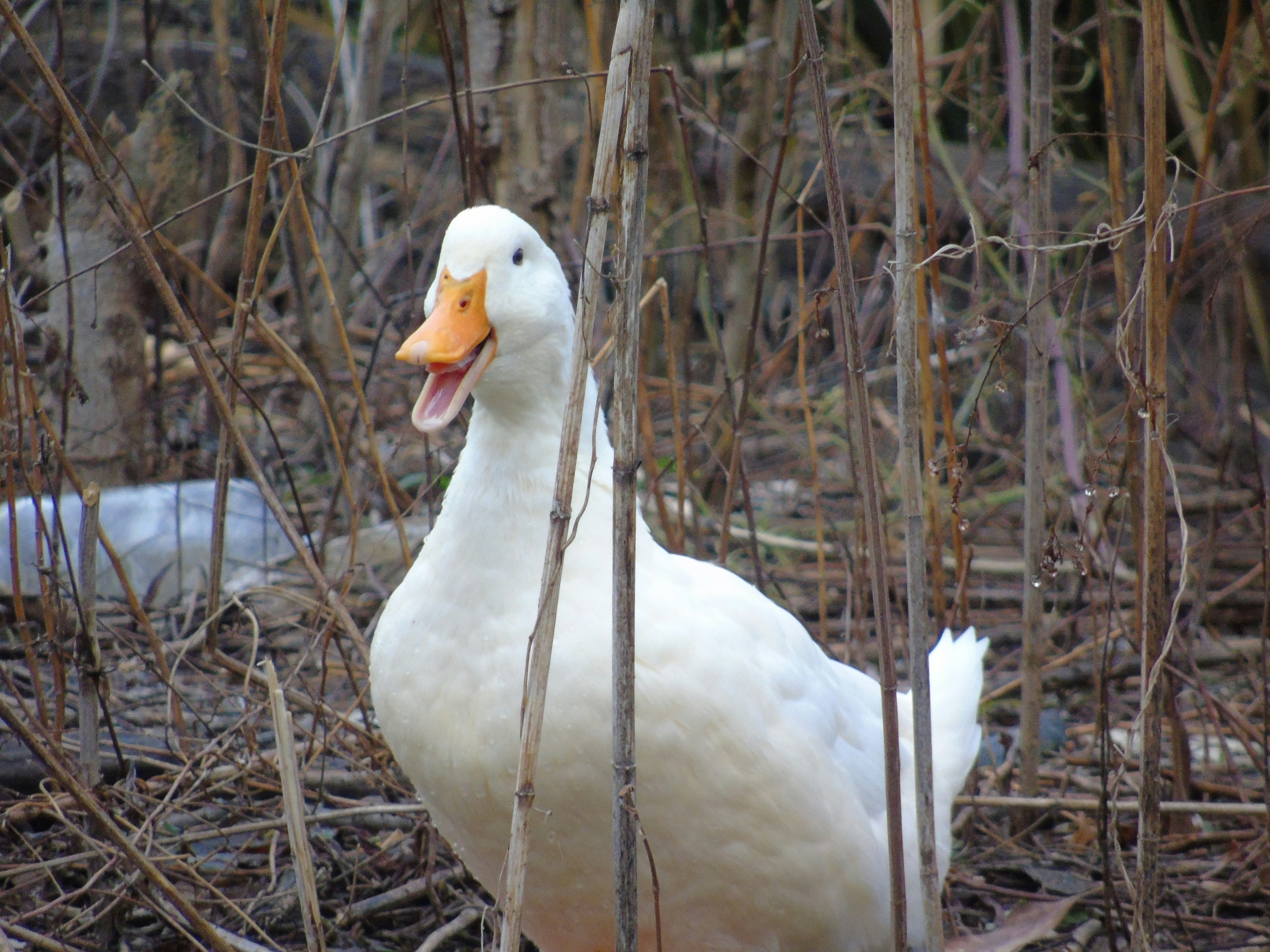 White Duck Amidst Waterfowl Reeds