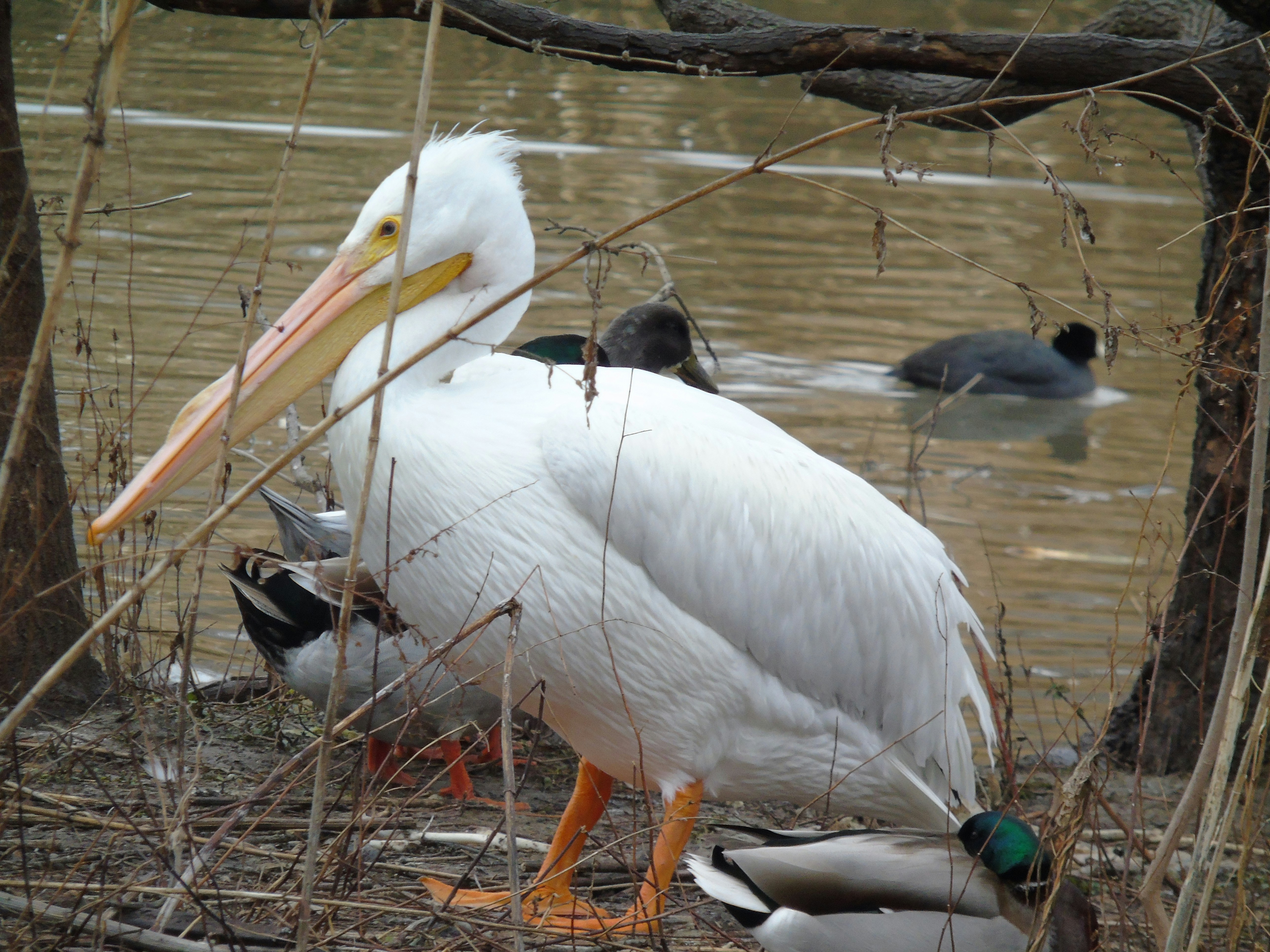 White Pelicans at the Water's Edge