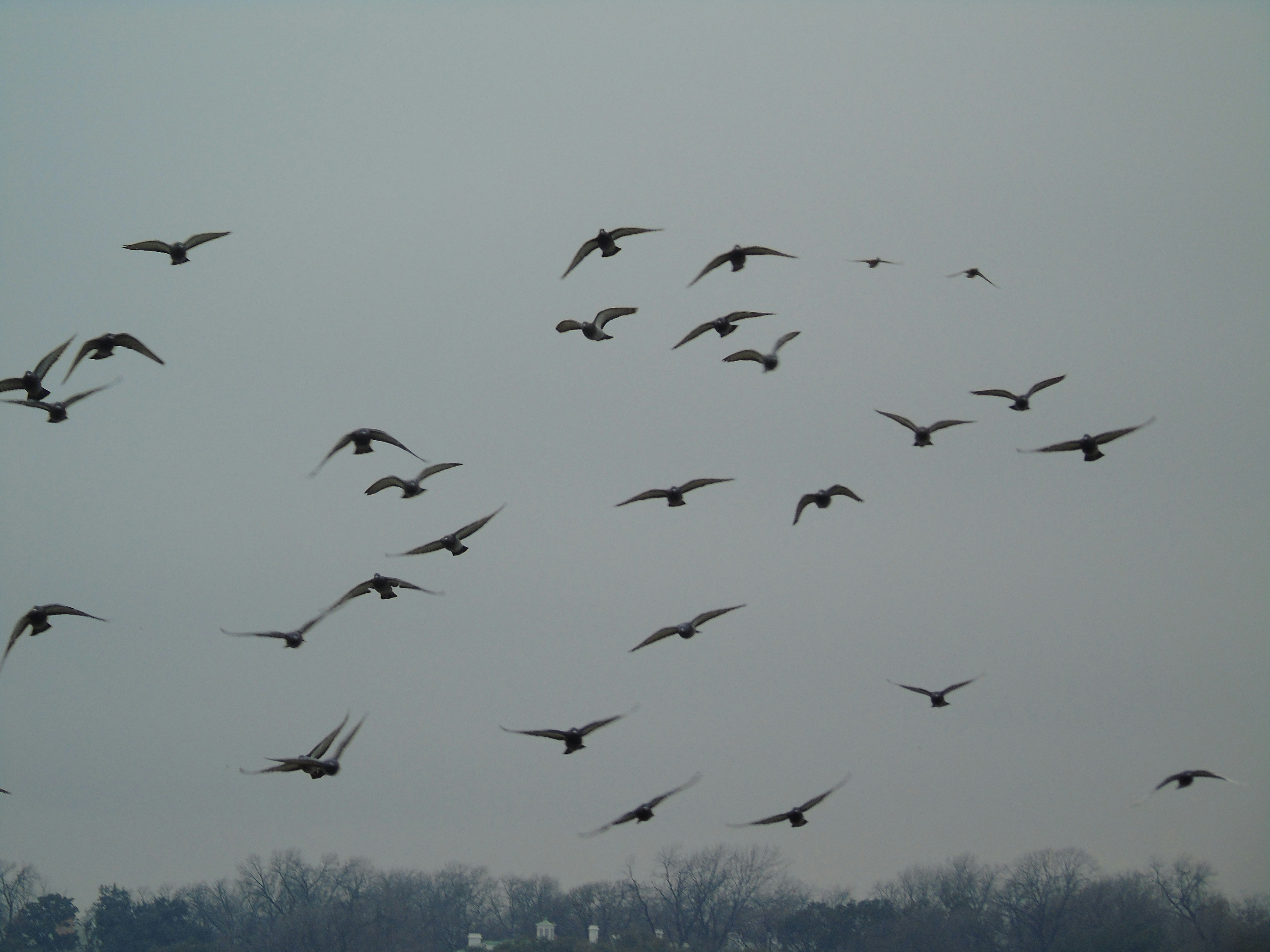 Migratory Chorus Over a Quiet Horizon