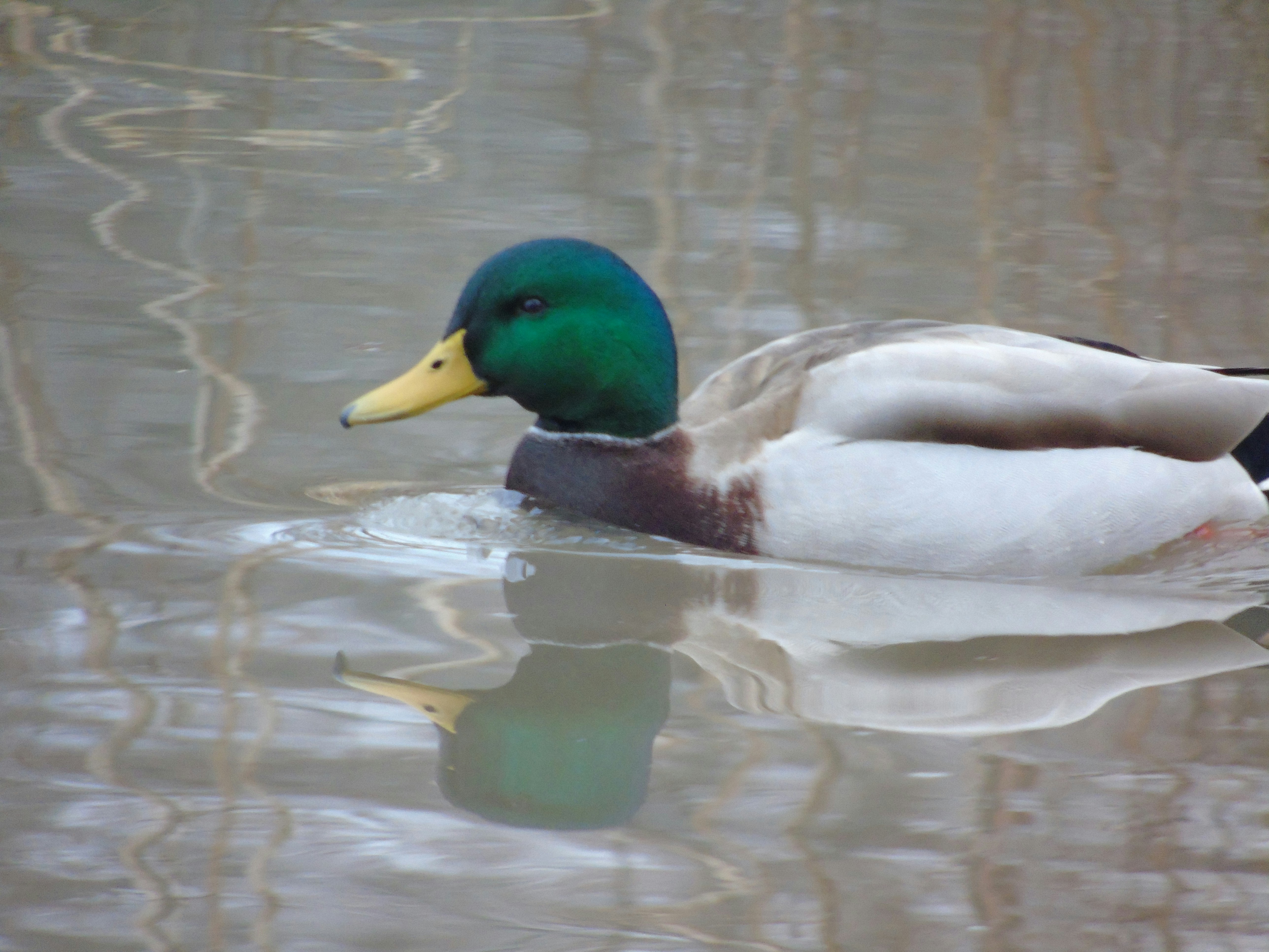 Emerald Head, Quiet Wake: A Mallard Drifting Across Reflections