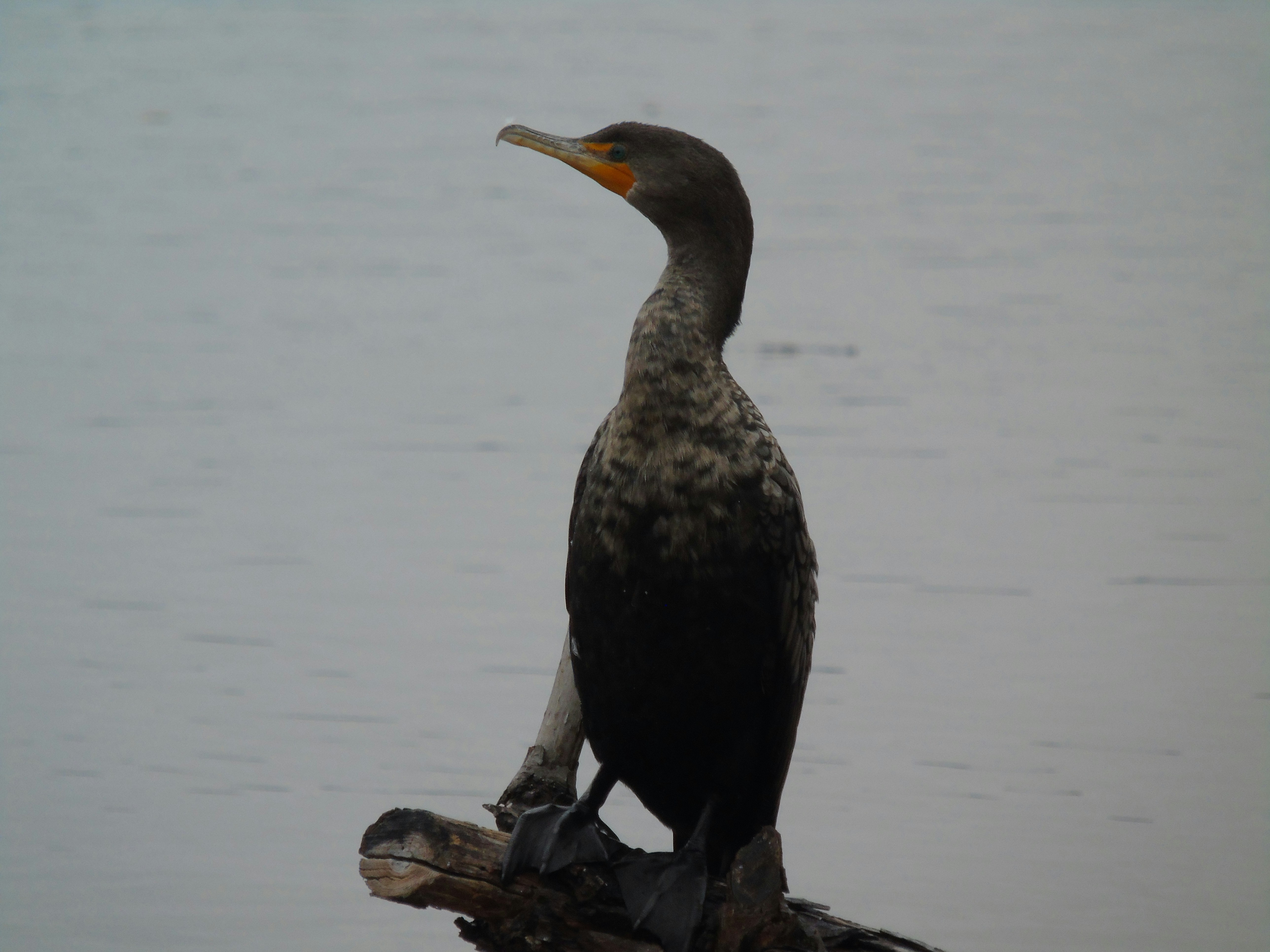 Cormorant Monarch of the Shoreline