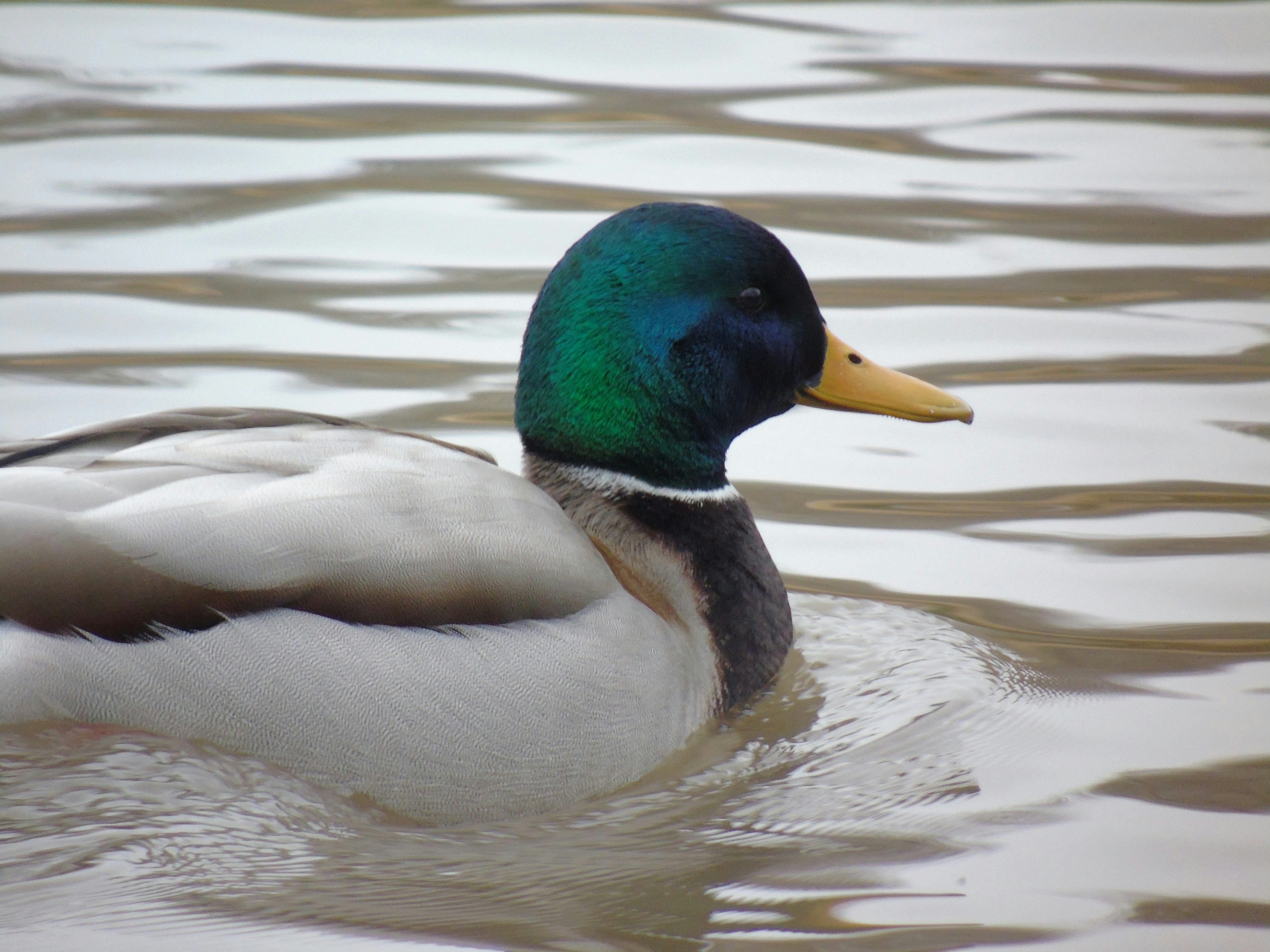 Green-Headed Drake in Quiet Ripples