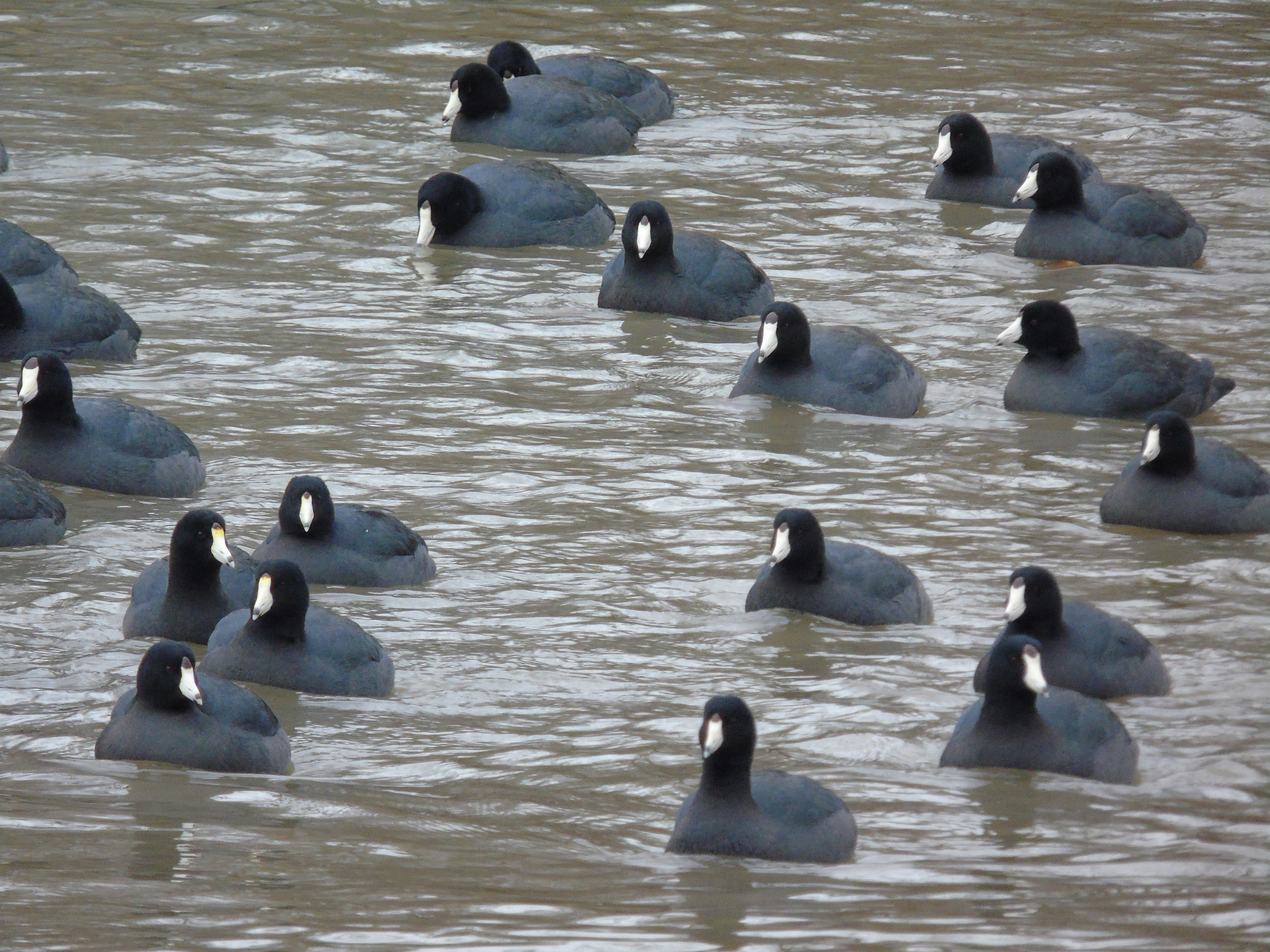 Council of Gulls: A Quiet Assembly on Tidal Glass