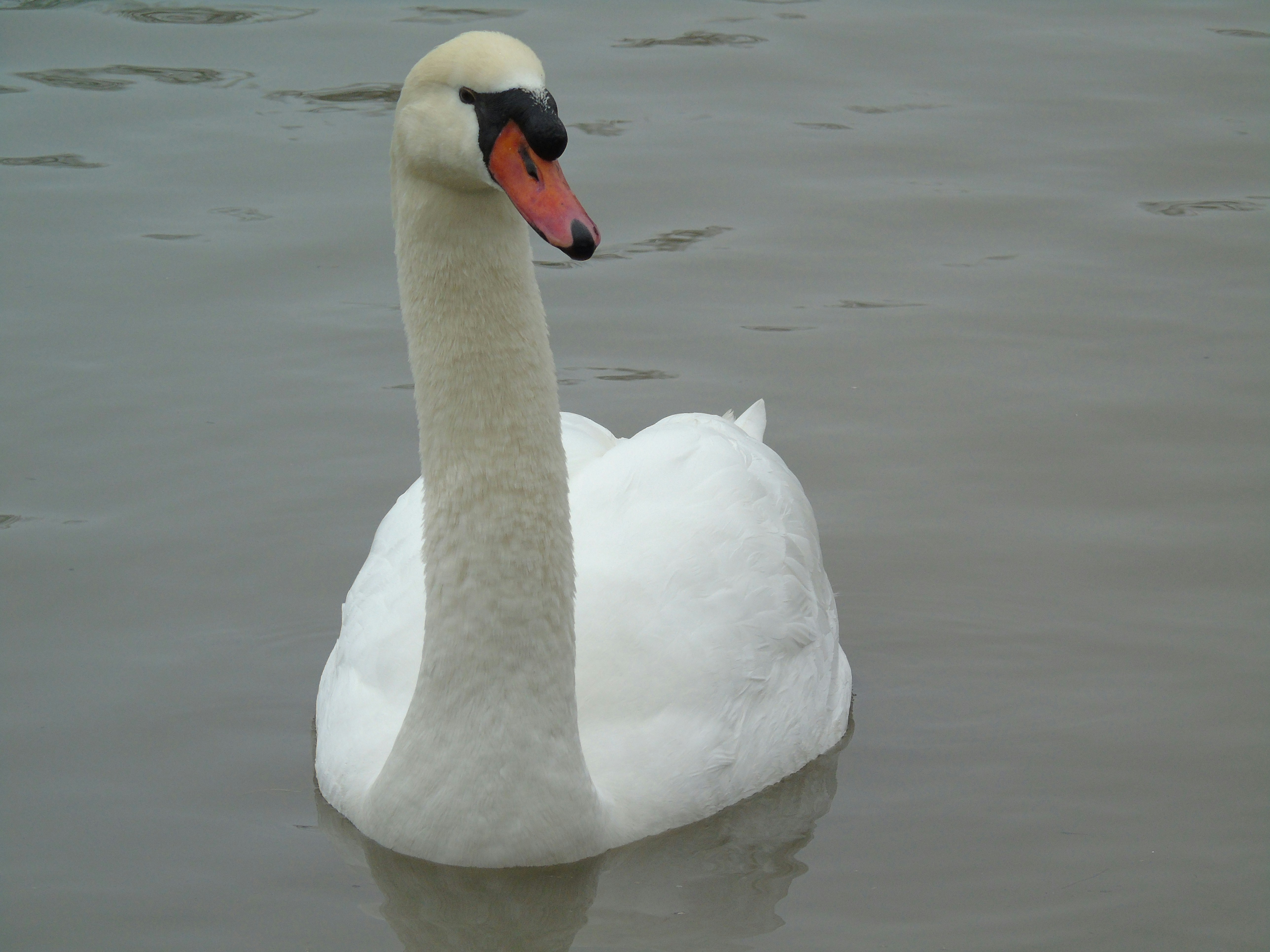 White swan glides on a calm lake with subtle reflections and muted background.