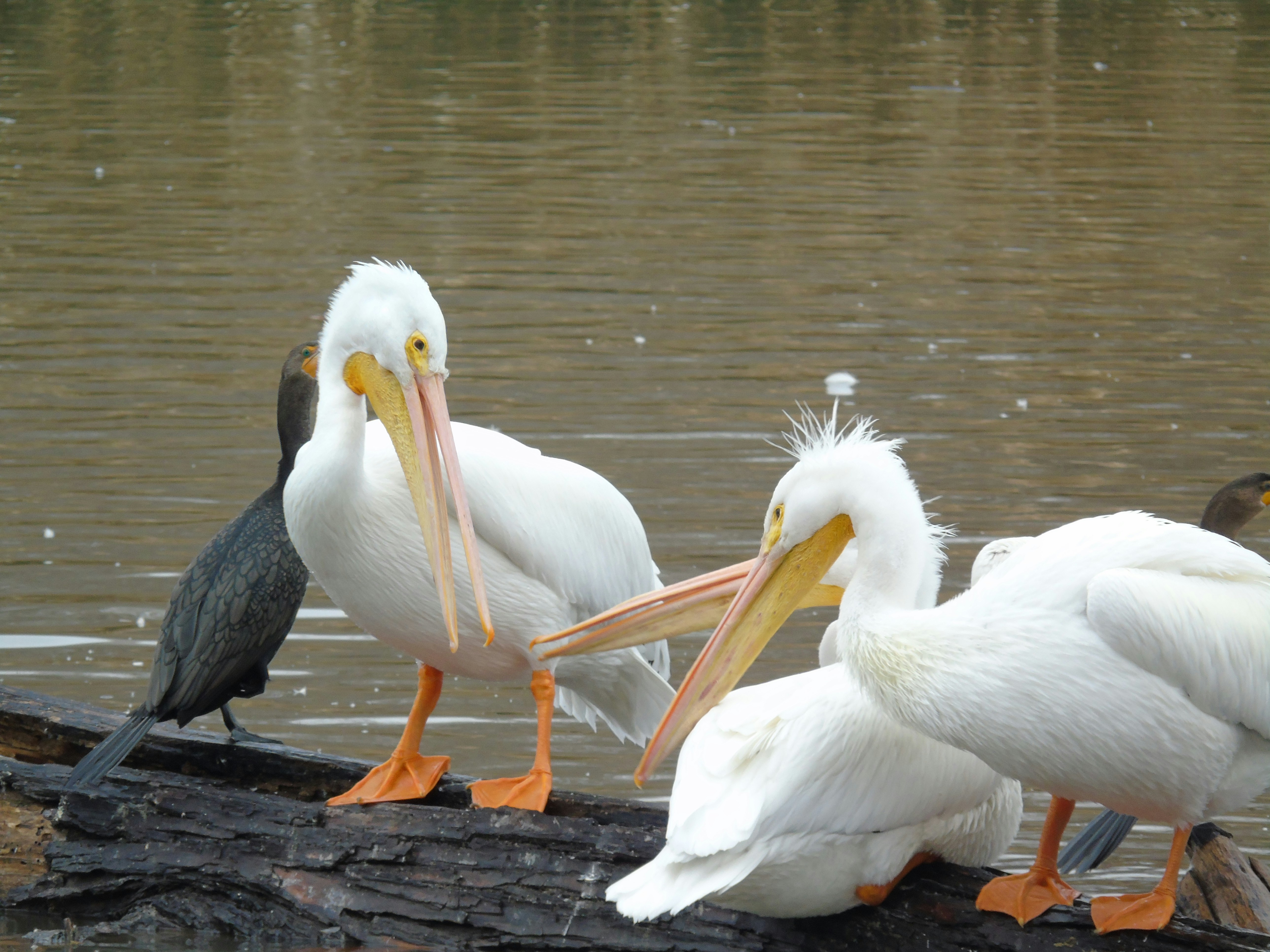 Two Elegant Pelicans Share a Shaped Log by Murky Water