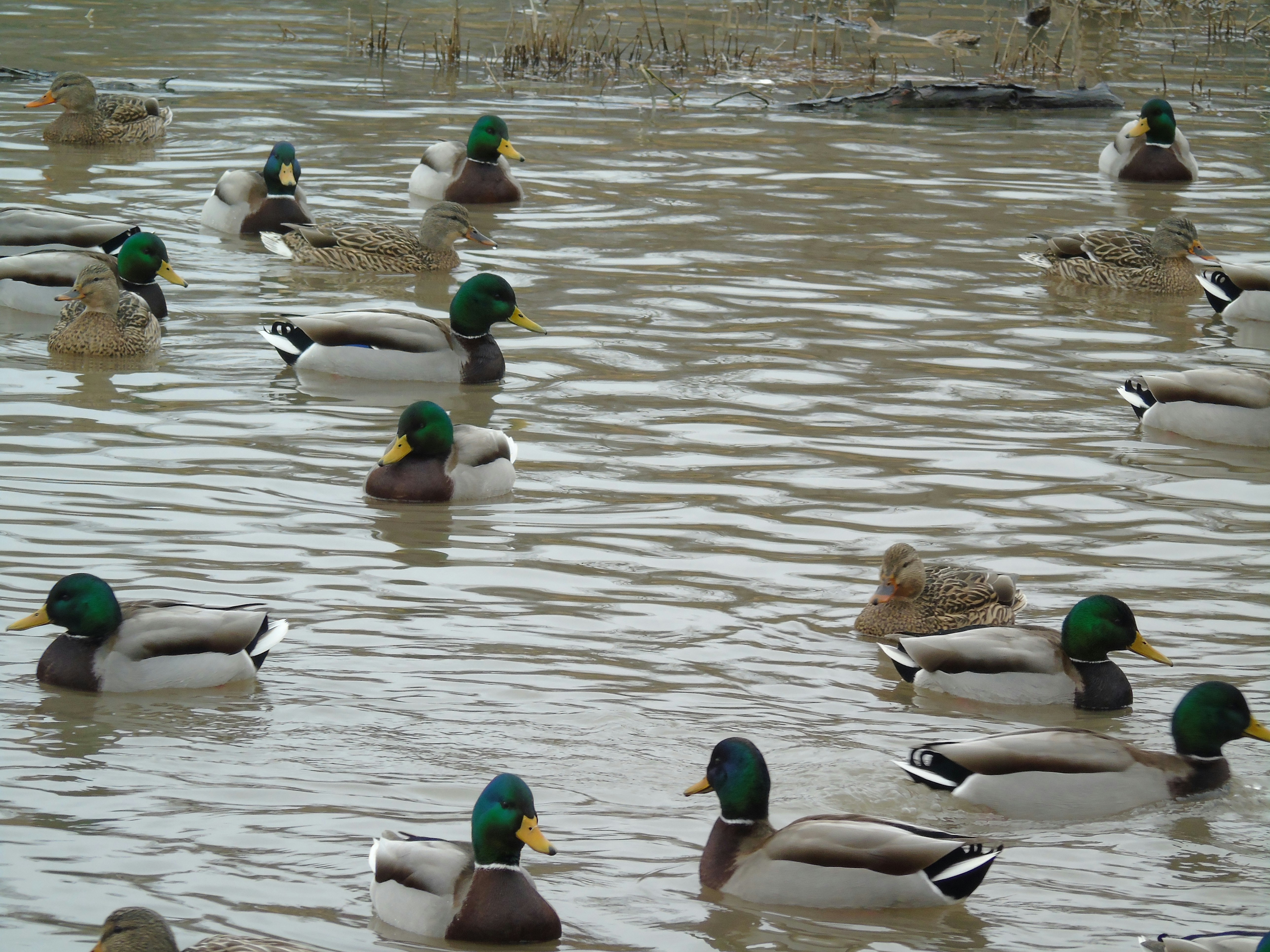 Flotilla of Mallards on a Quiet Winter Wake
