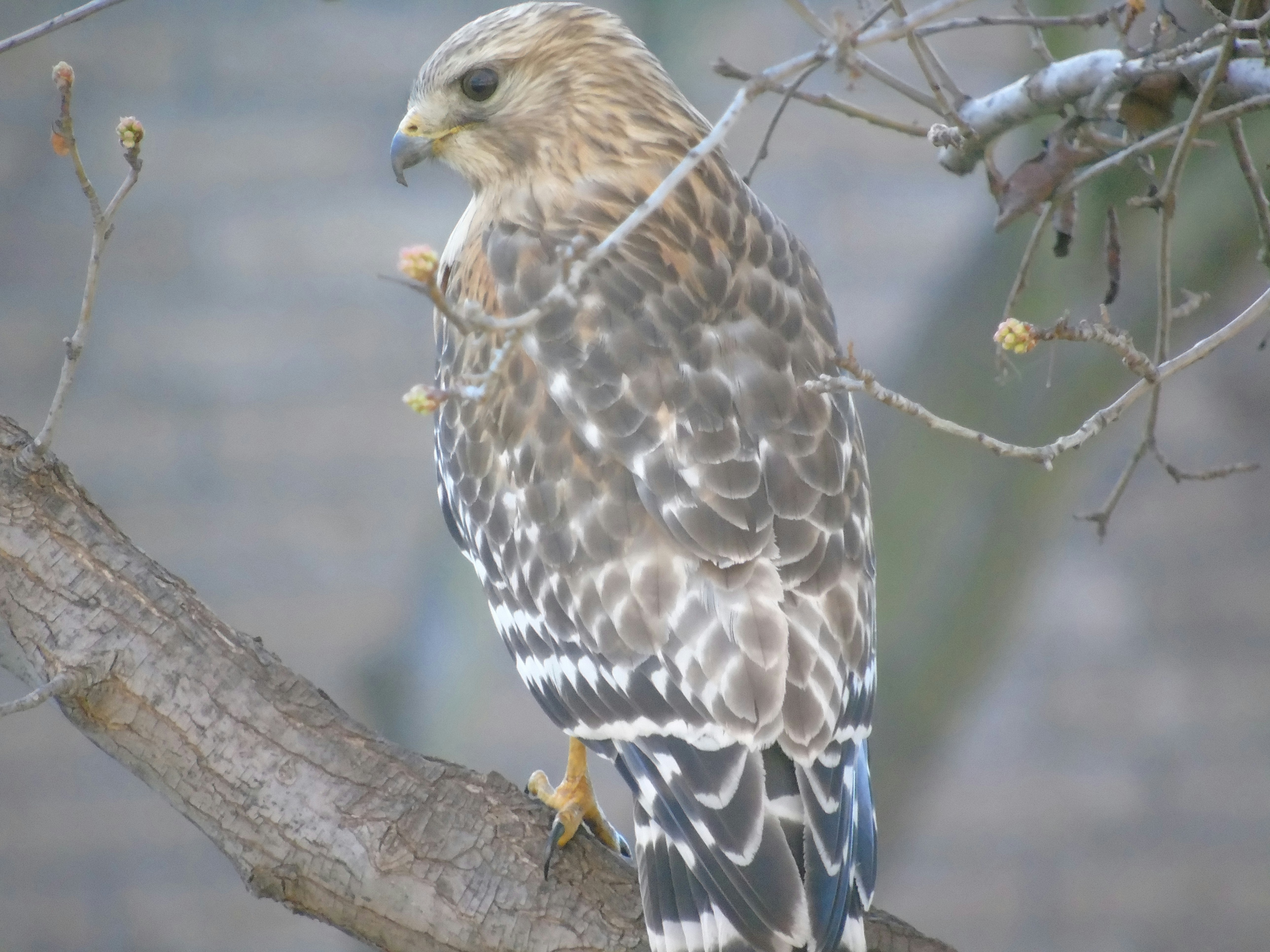Silent Watcher on the Branch