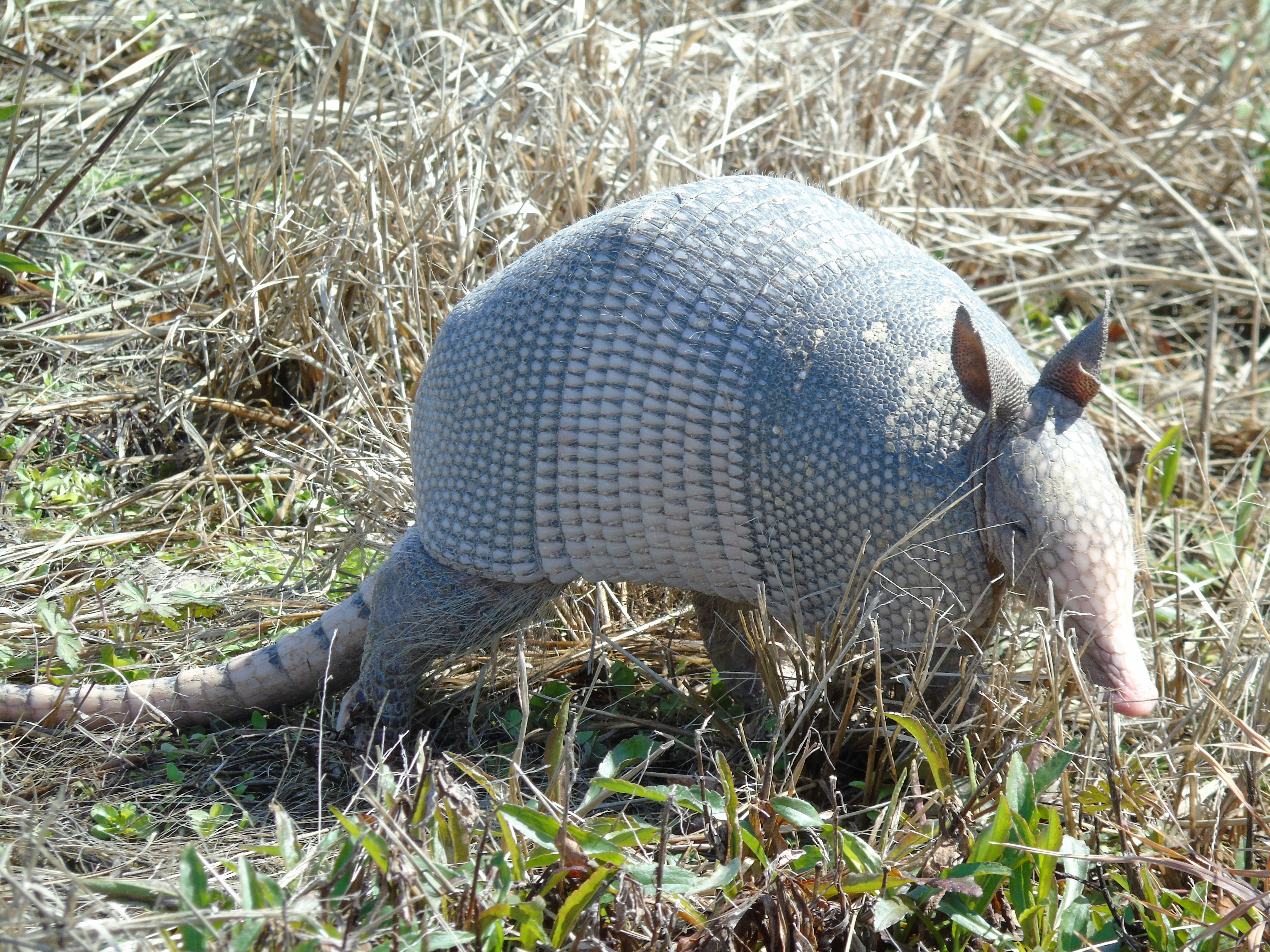 Armored Anteater in Dry Grass