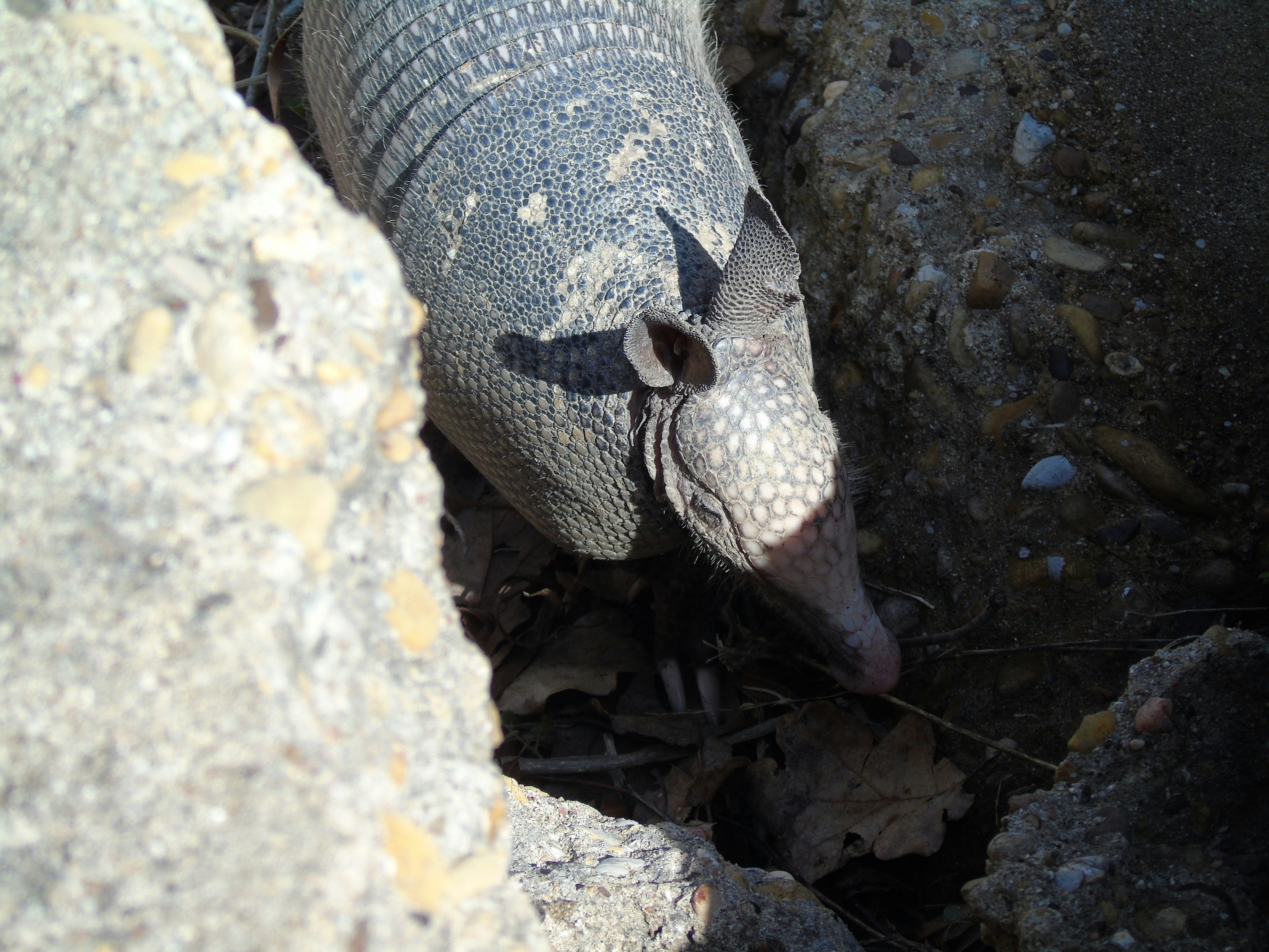 Hidden in the Gravel: A Viper Watches Overits Distant Canyon