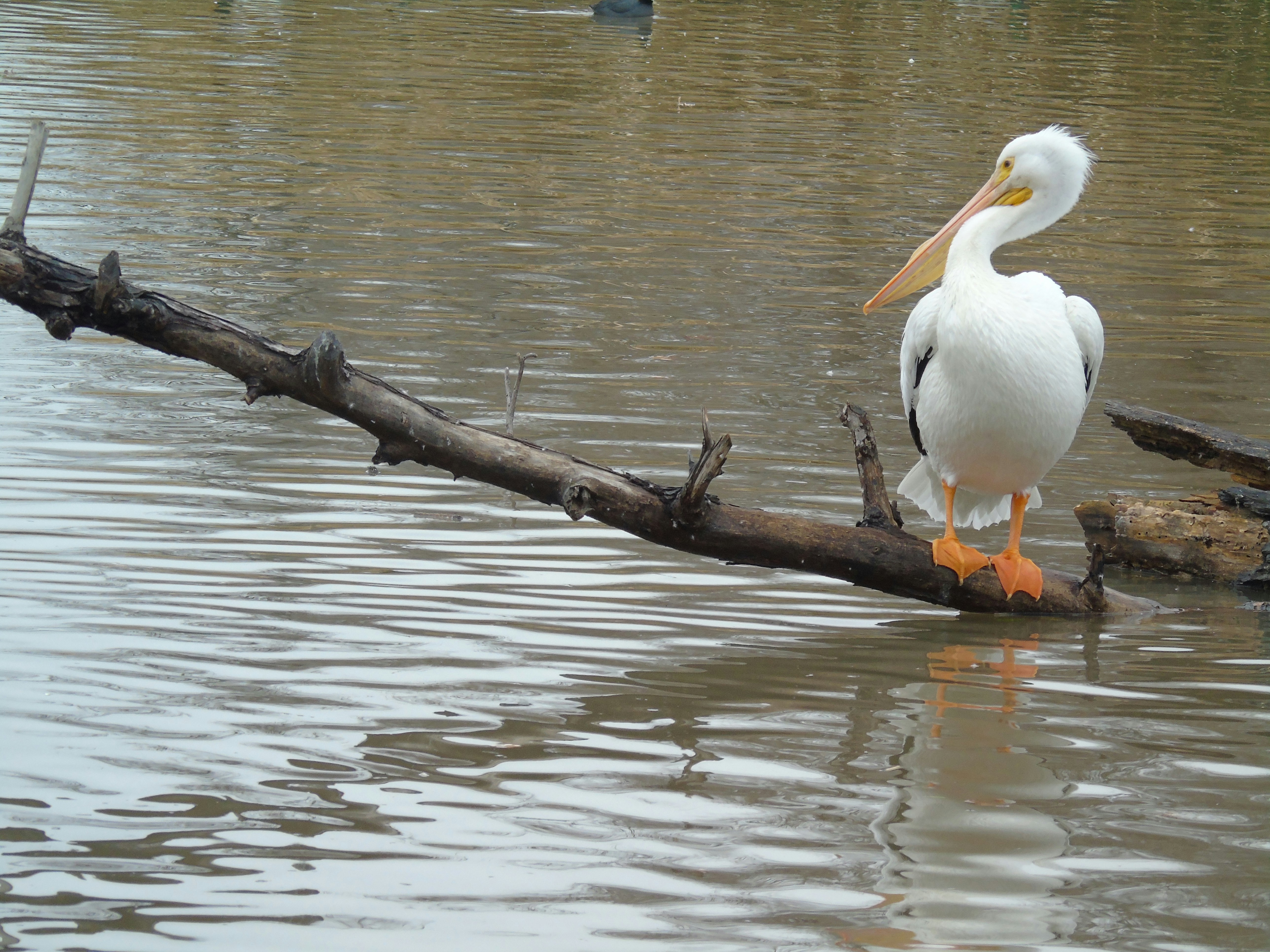 White Pelican Perched on a Log Afloat in Quiet Pond