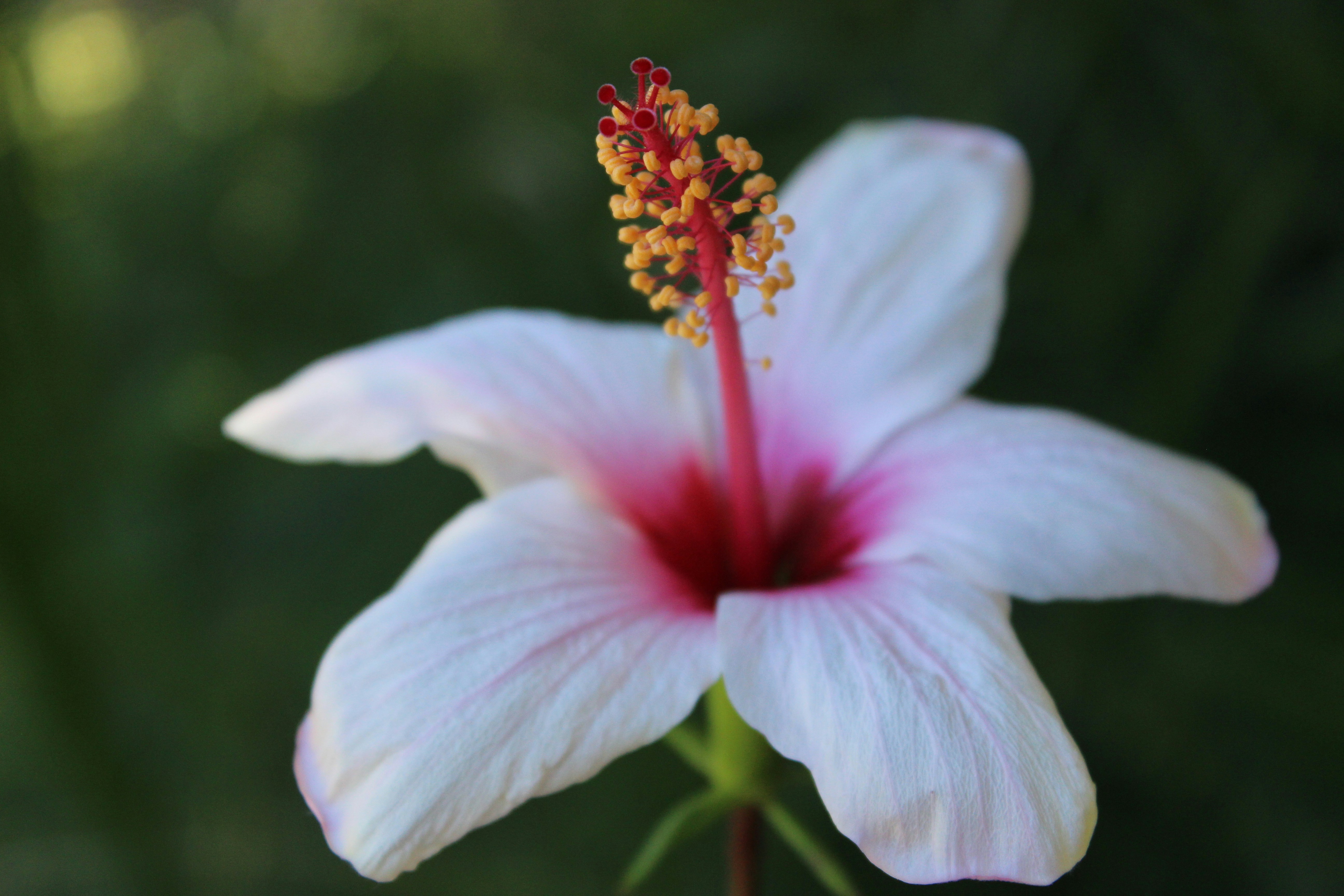 Hibiscus Bloom: White Petals, Deep Red Heart