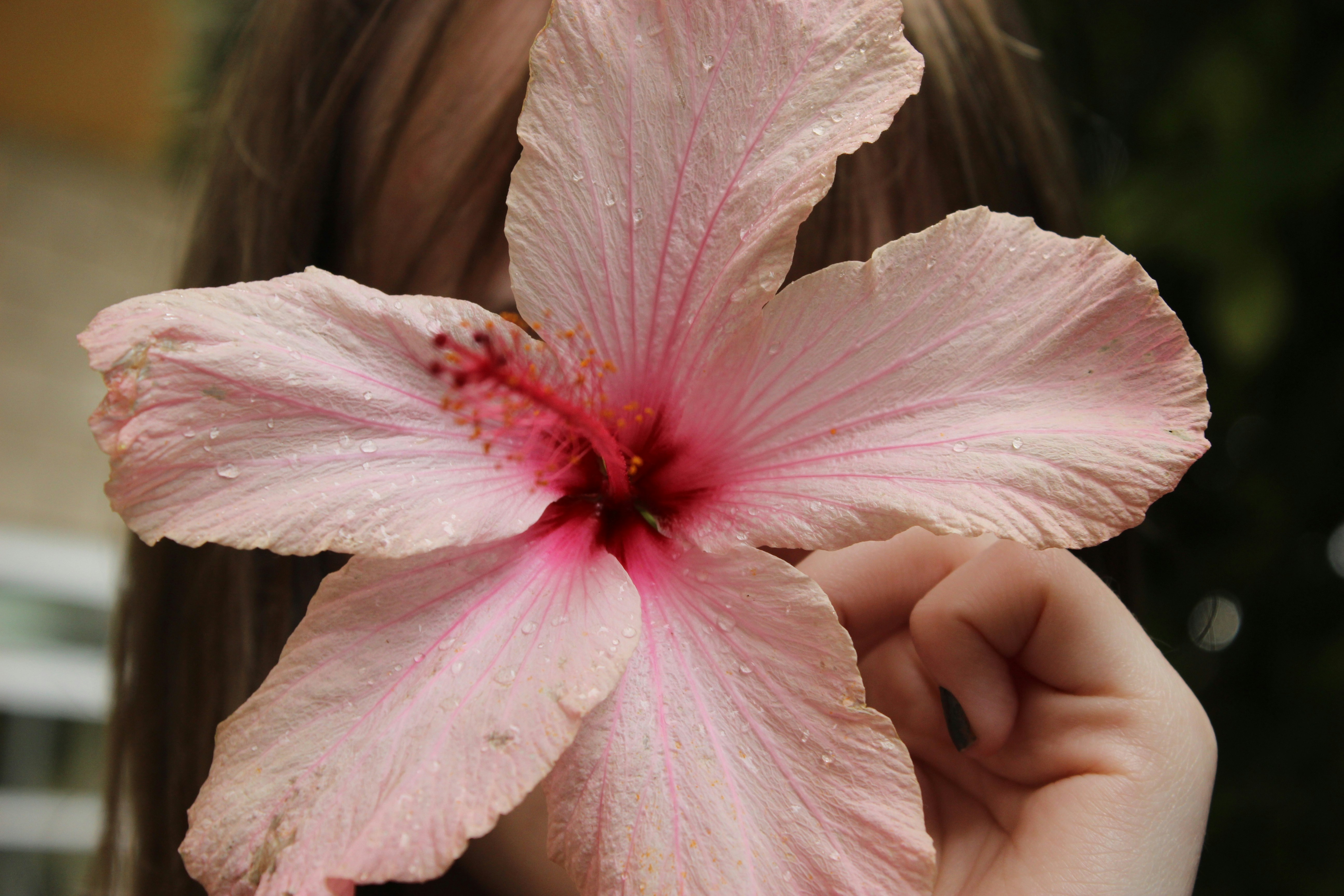 Petal Spotlight: A Soft Pink Bloom Framed by Gentle Hands