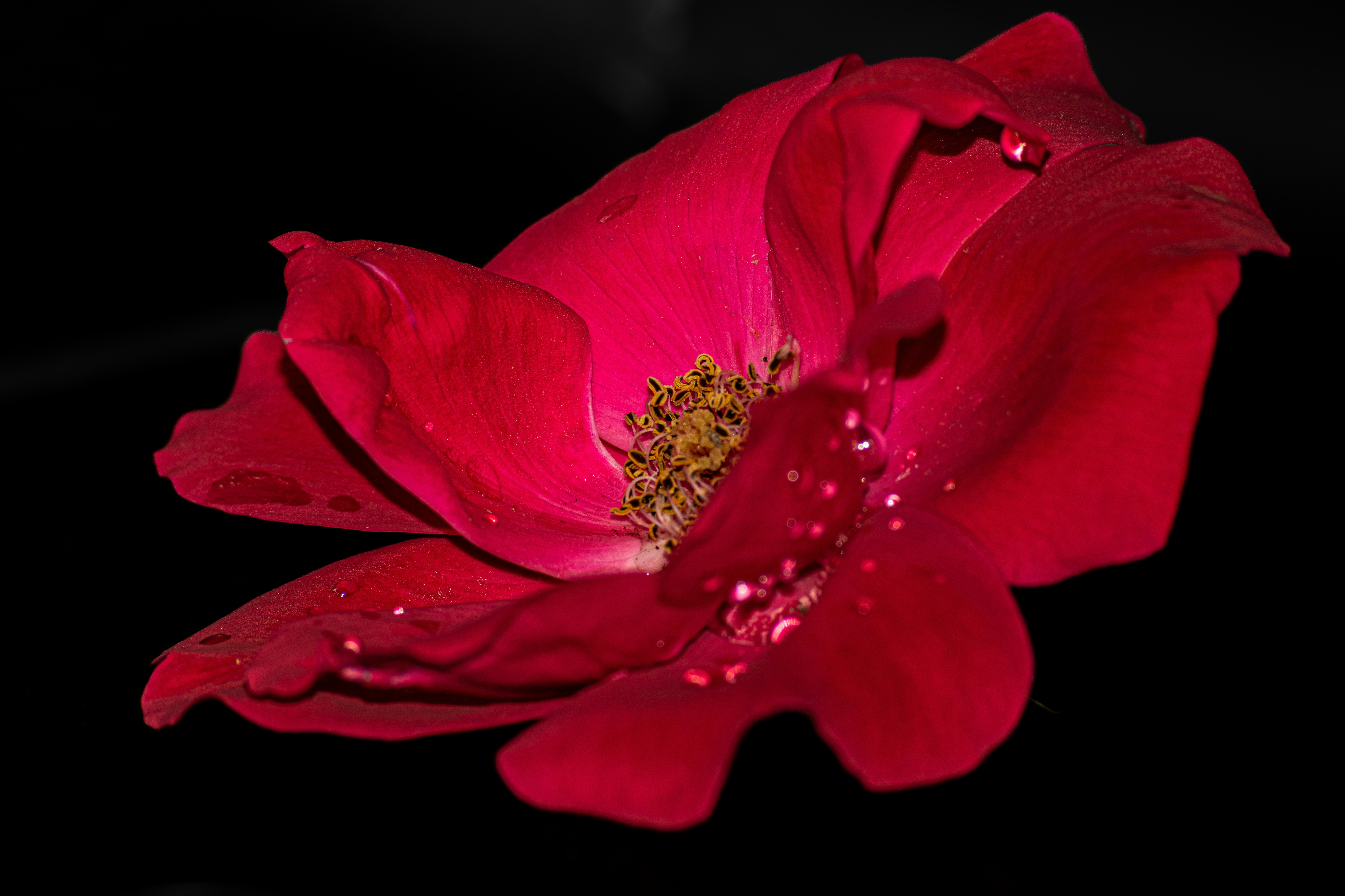 Crimson Blossom in Darkness: A Red Rose Emerges from Silence