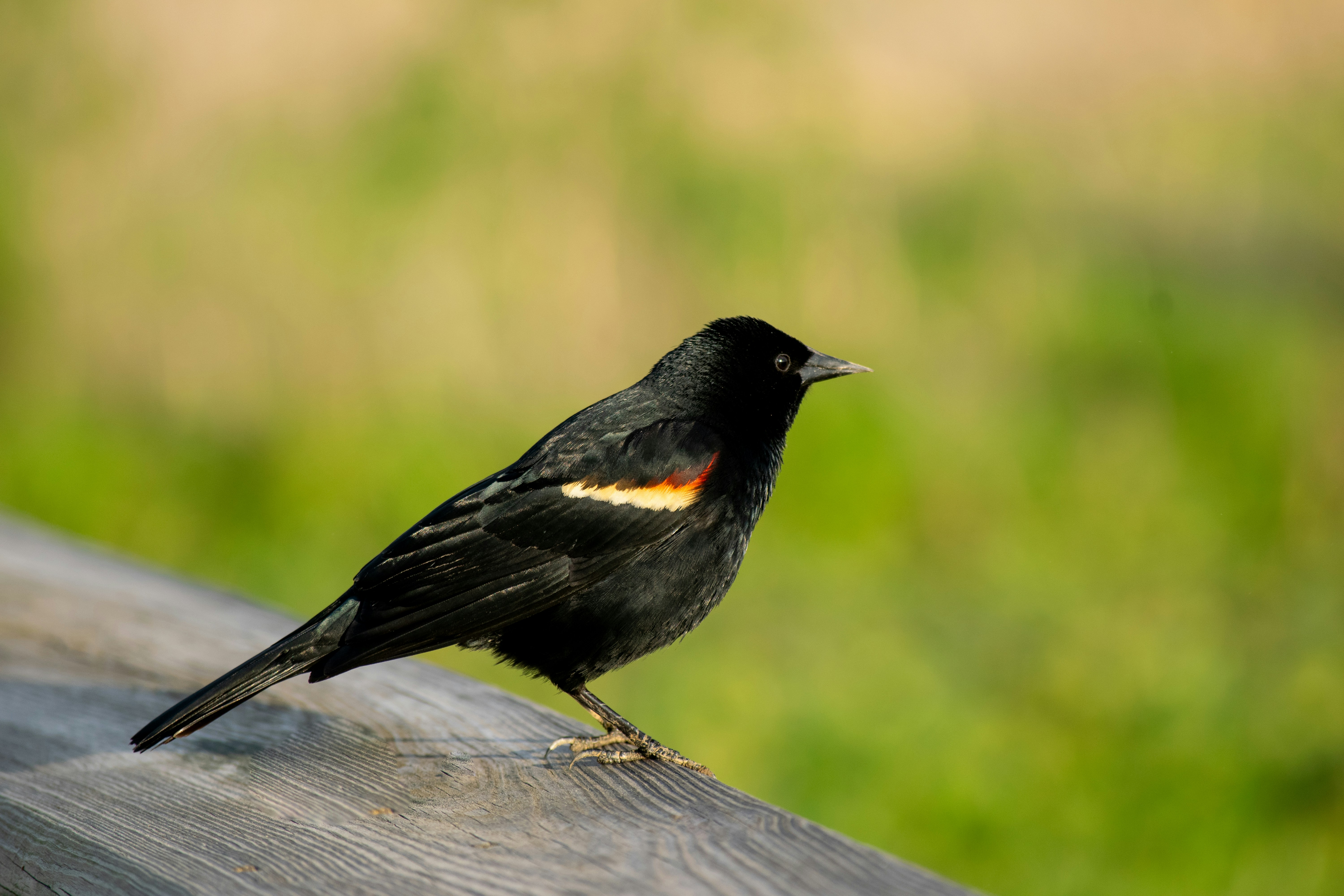 Blackbird with orange throat perched on weathered wood