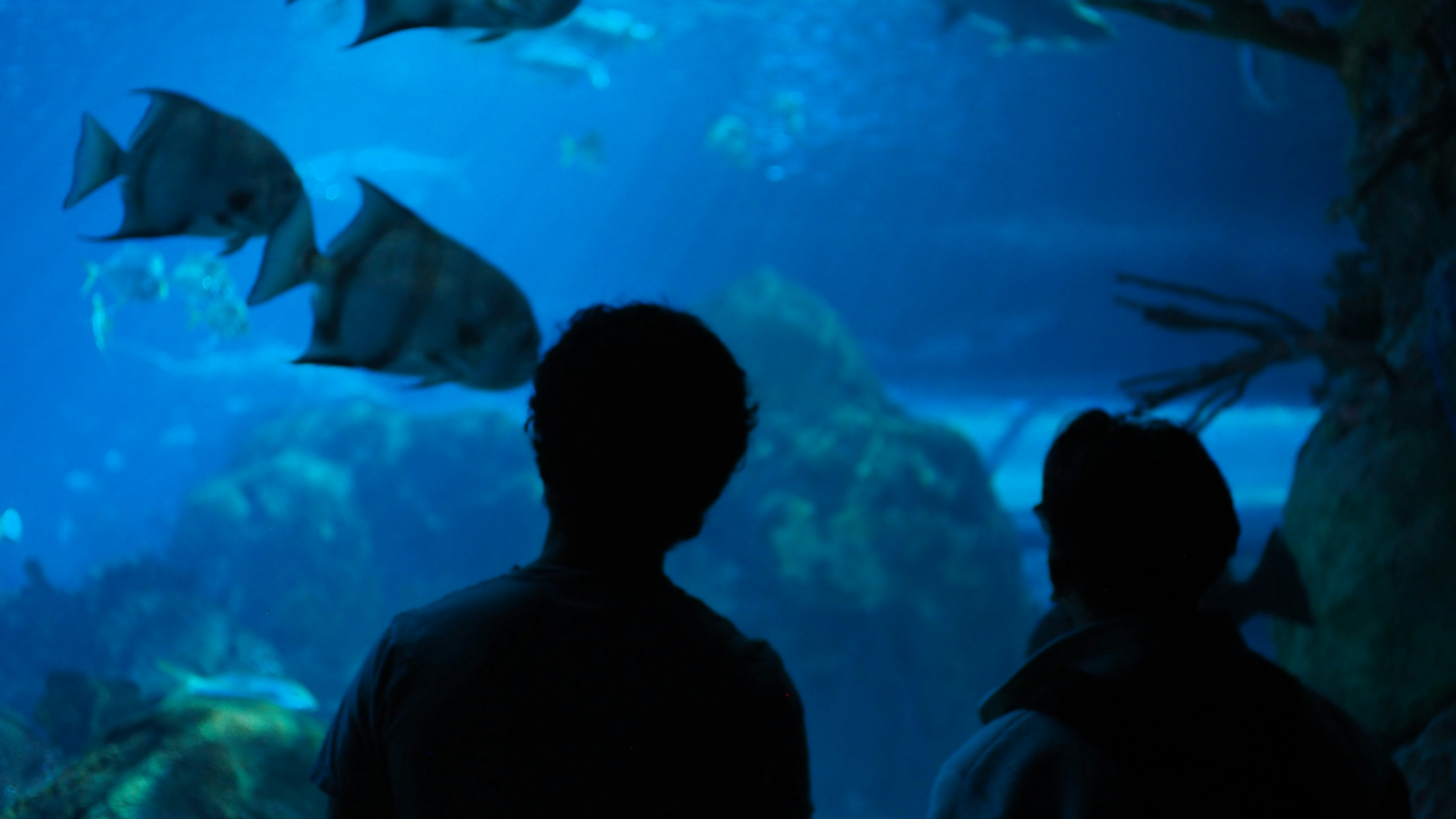 Silhouettes at the Coral Window: Observing Beneath the Dark