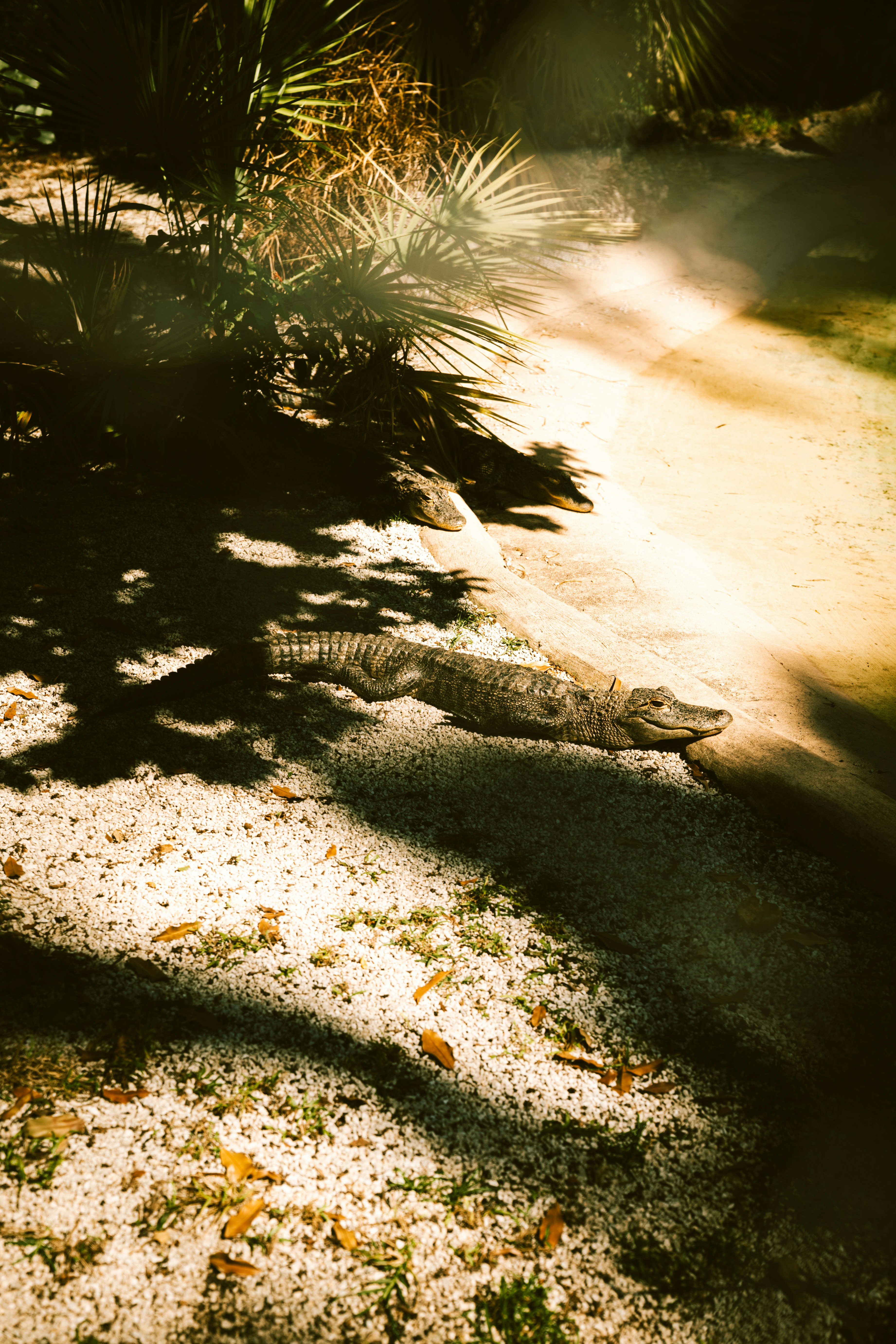 Coiled at the Edge: A Desert Crocodile in Dappled Shade
