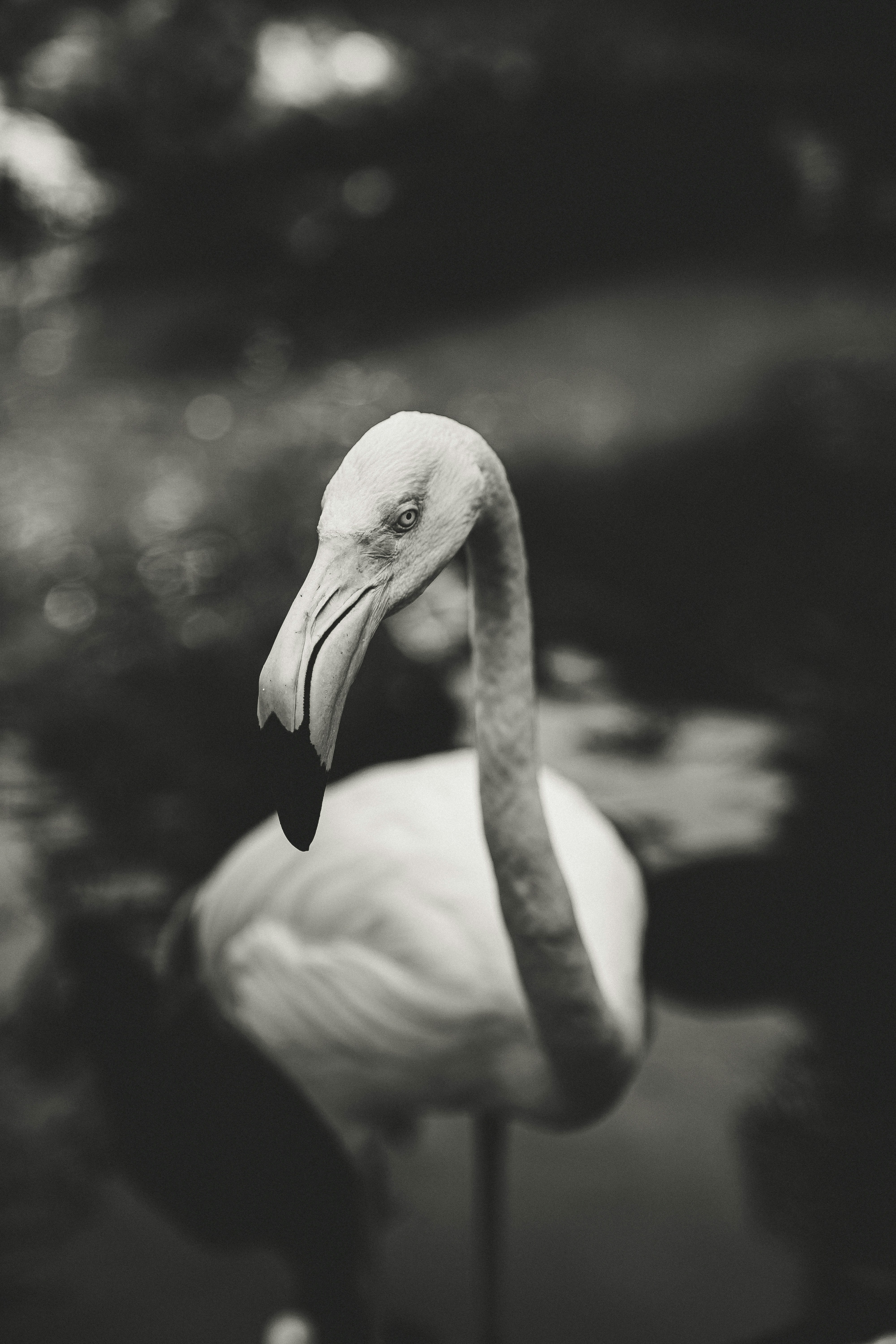 Whispering Gaze of the Flamingo in Soft Focus