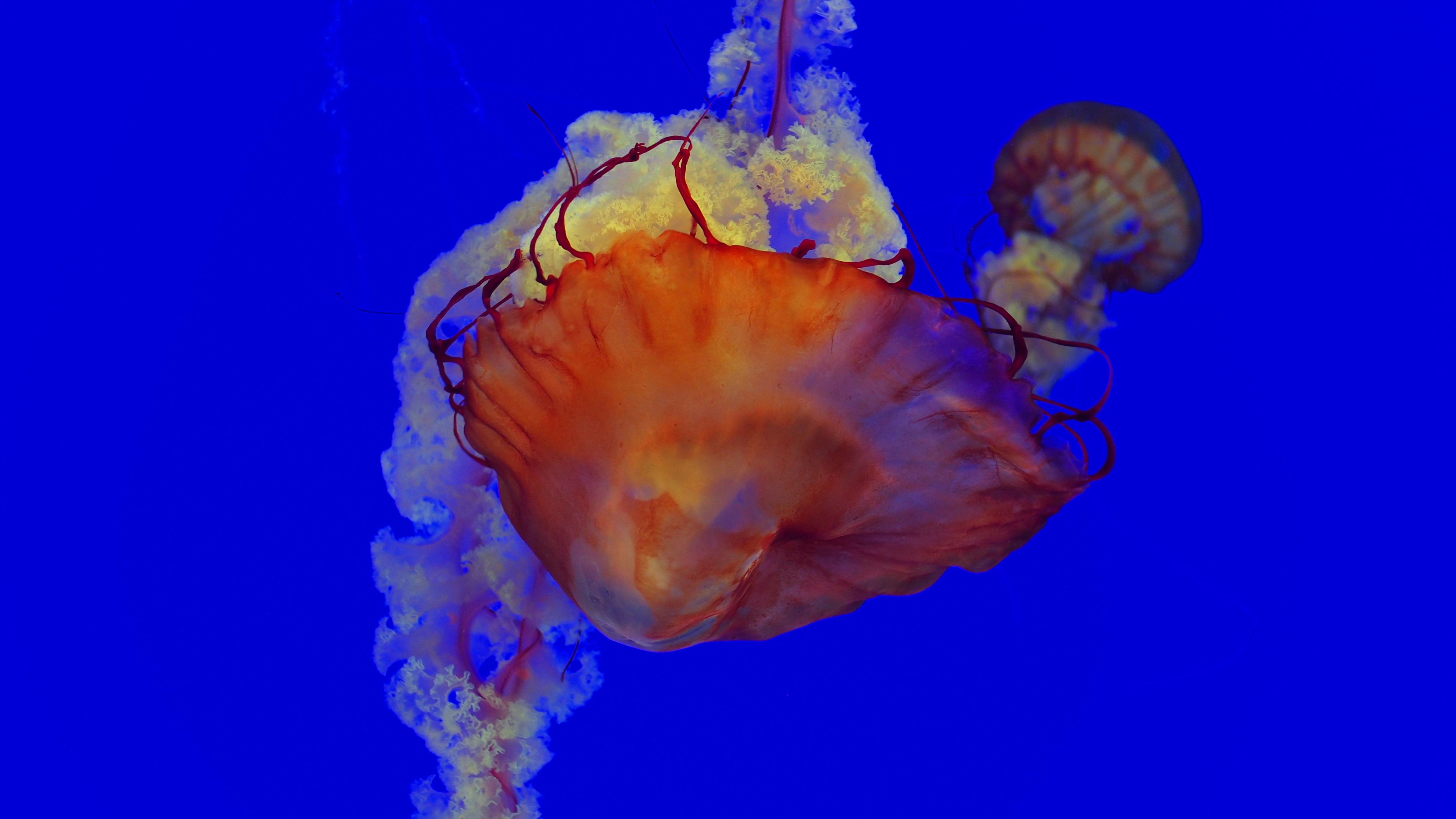 Floating Flame: A Jellyfish Drift Through Electric Blue Currents
