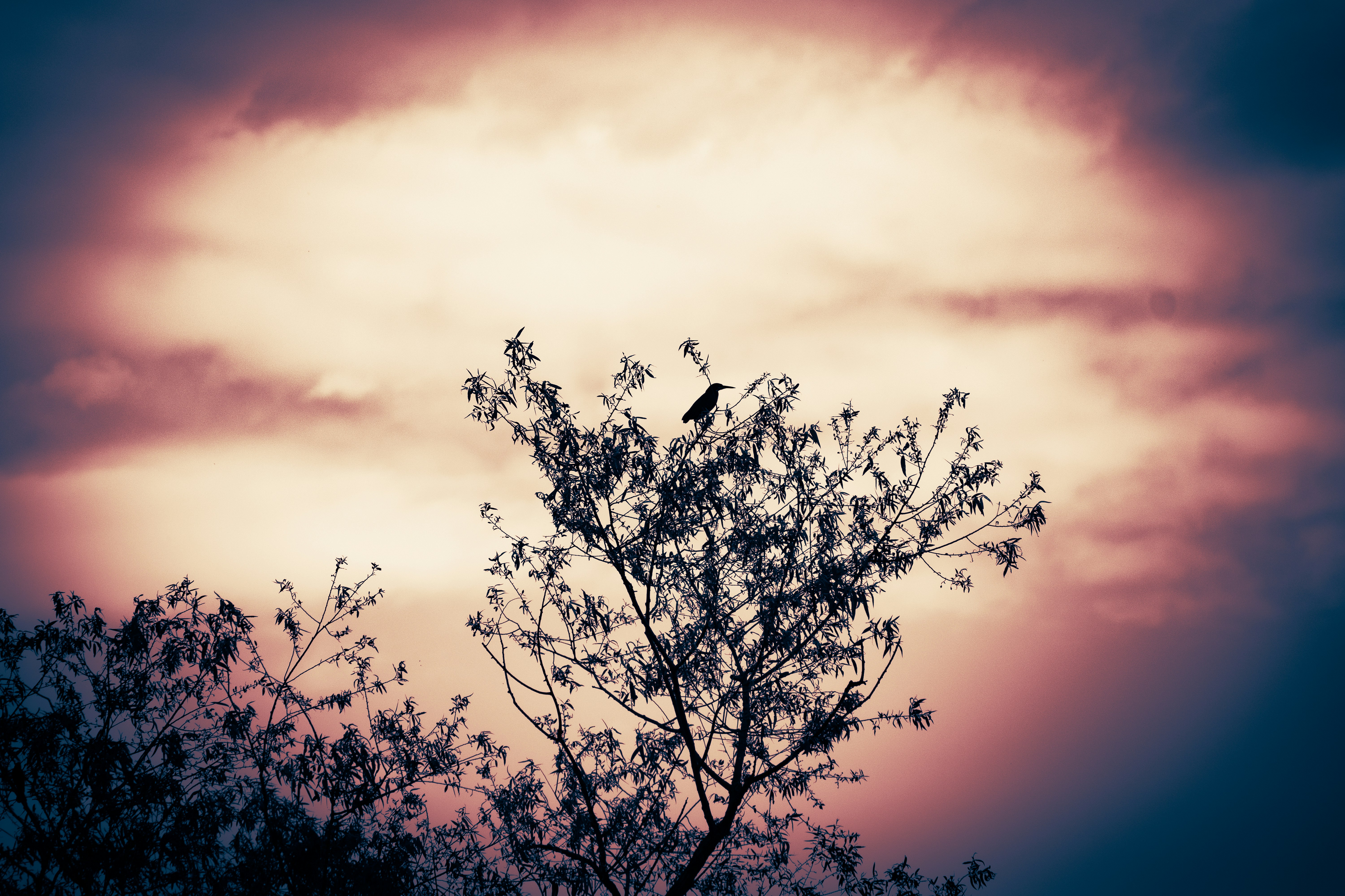 Silhouette at Dusk: A Raven Guards the Evening Bloom
